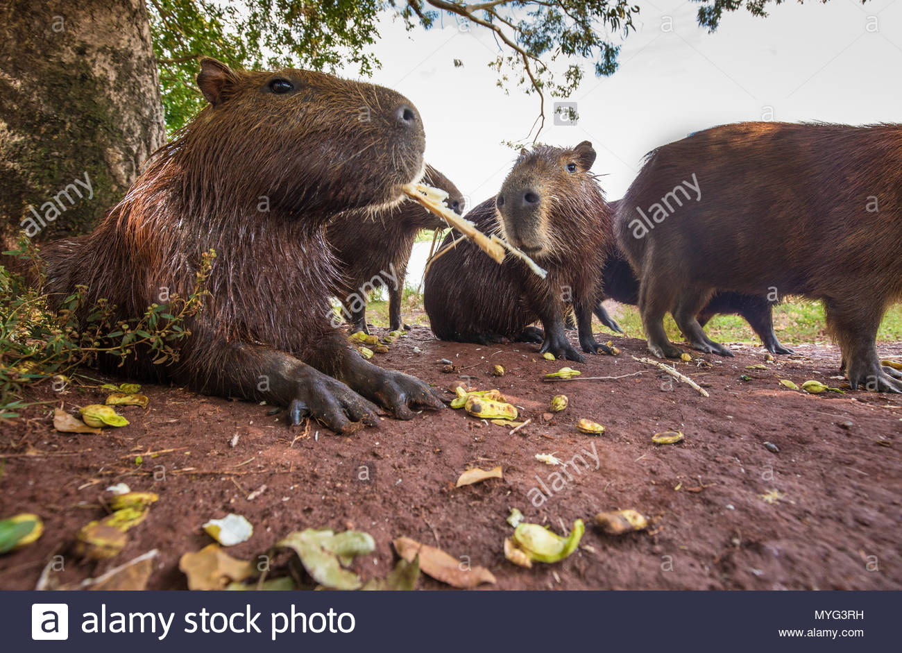 Capybara Eating Stock Photos & Capybara Eating Stock Images - Alamy