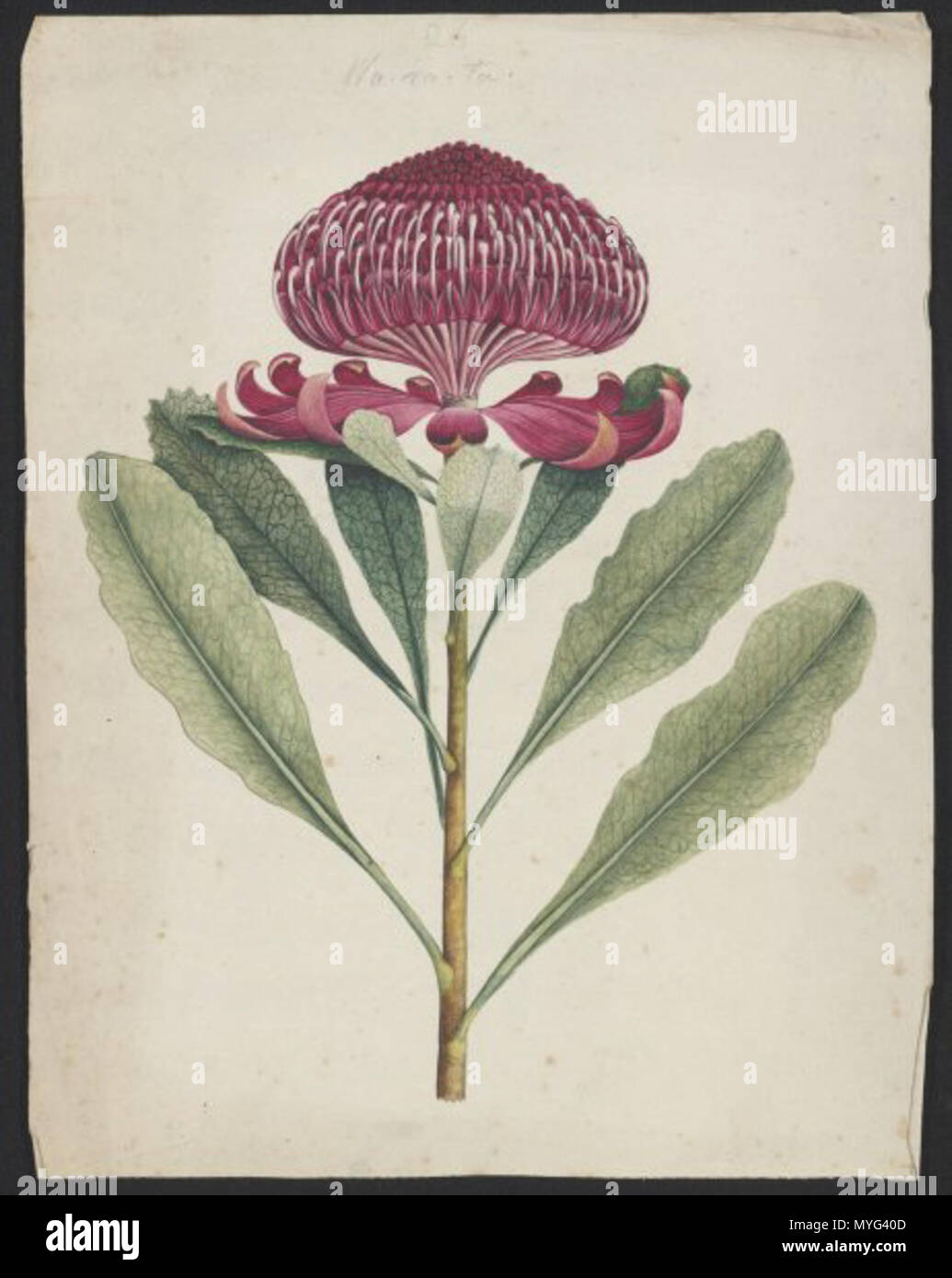 Waratah drawing hi-res stock photography and images - Alamy