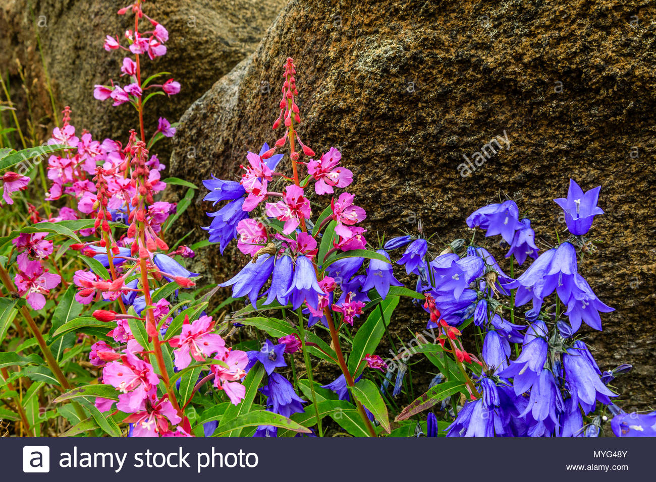 Dwarf fireweed chamaenerion latifolium hi-res stock photography and ...