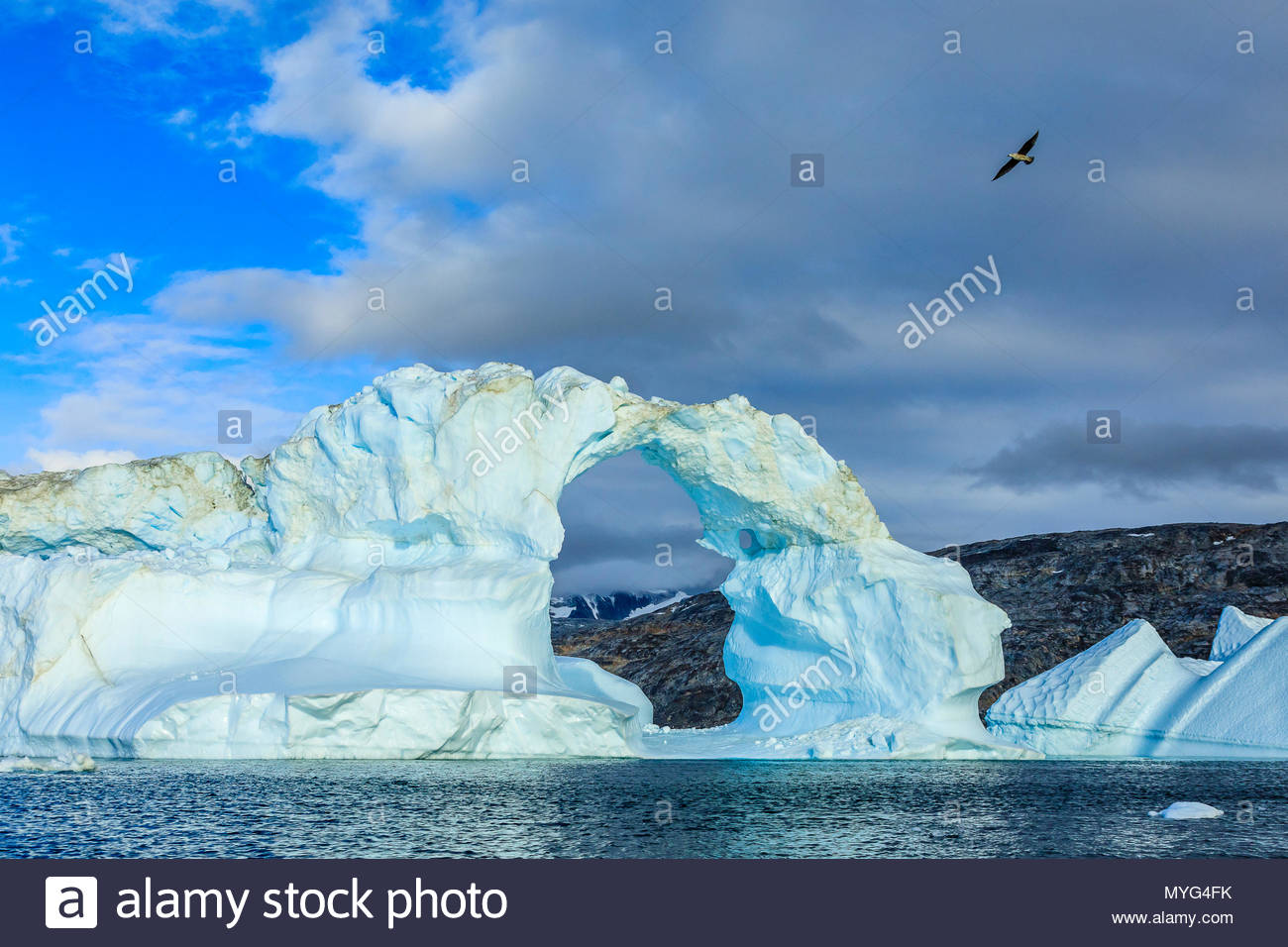 A bird flies over an ice arch in Semerlik Fjord Stock Photo - Alamy
