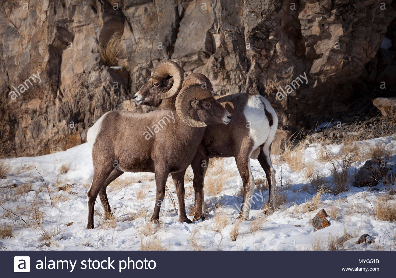 Bighorn Sheep Pair Stock Photos & Bighorn Sheep Pair Stock Images - Alamy