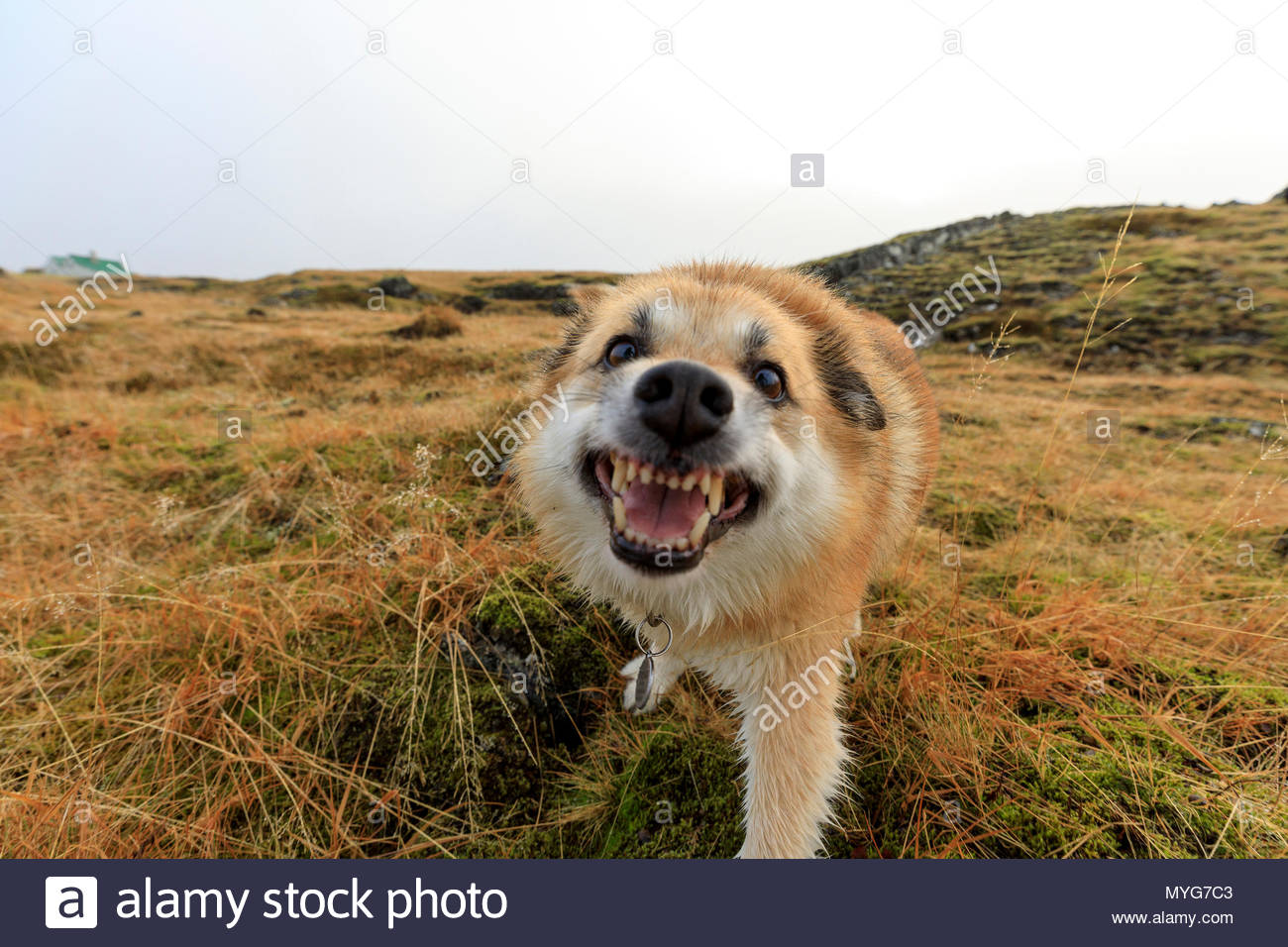 Snarling Dog Stock Photos & Snarling Dog Stock Images - Alamy