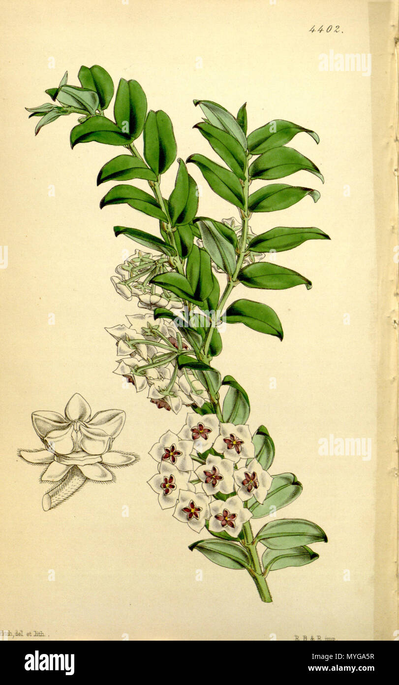. Illustration of Hoya lanceolata subsp. bella. 1848. William Jackson ...