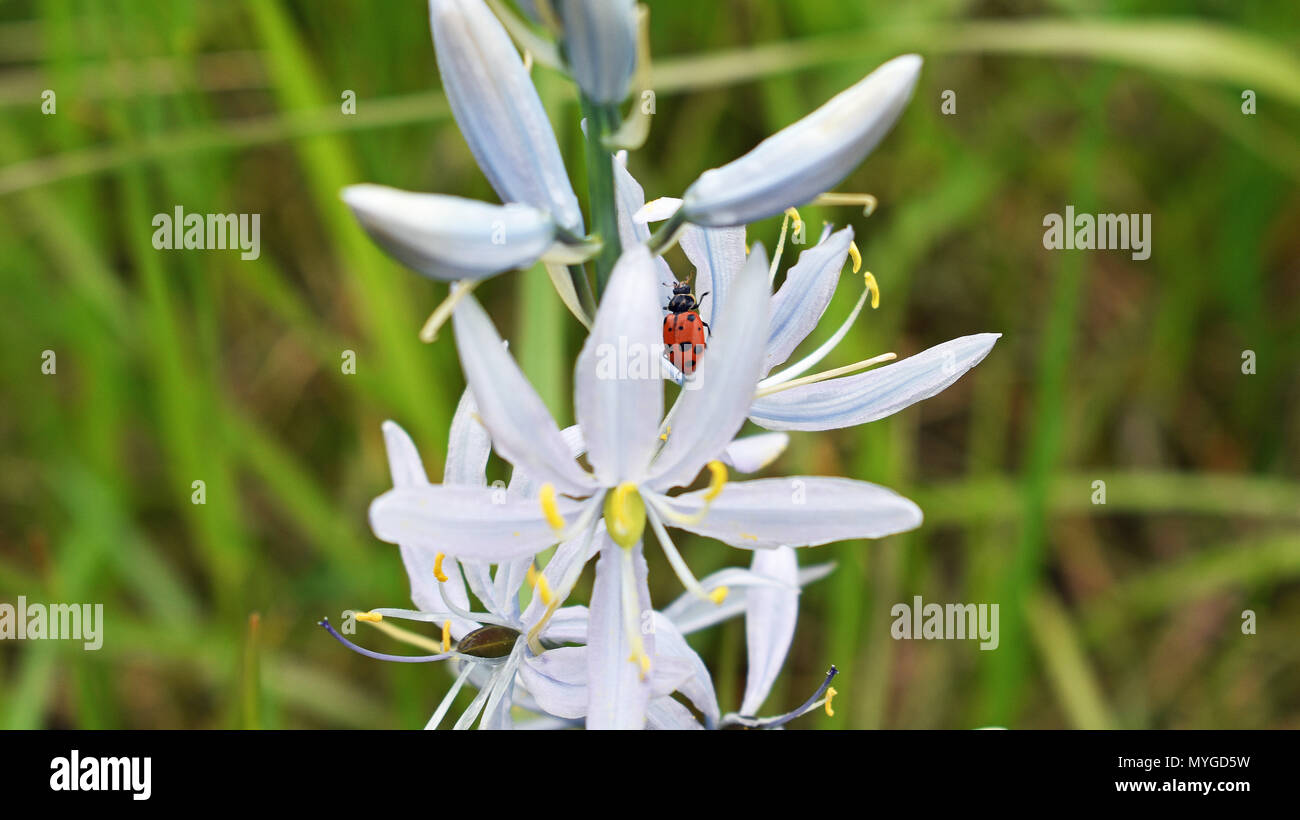 Ladyburds hi-res stock photography and images - Alamy