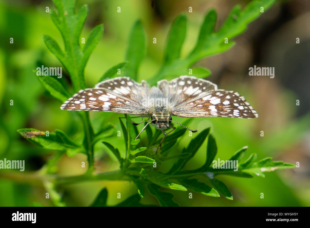 White Checkered-Skipper Butterfly (Pyrgus albescens Stock Photo - Alamy