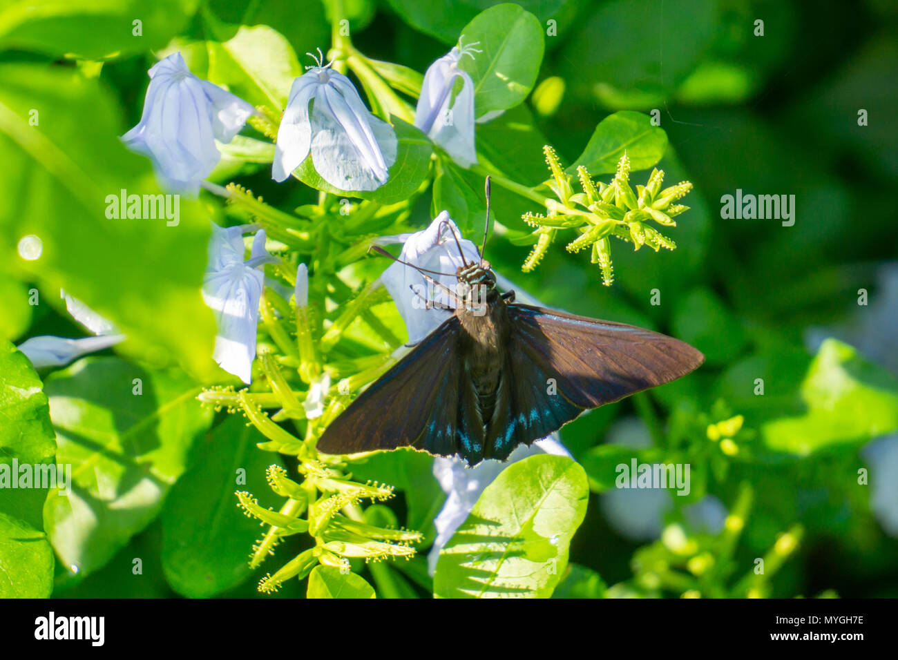 Mangrove Skipper Butterfly (Phocides pigmalion) on light blue plumbago ...