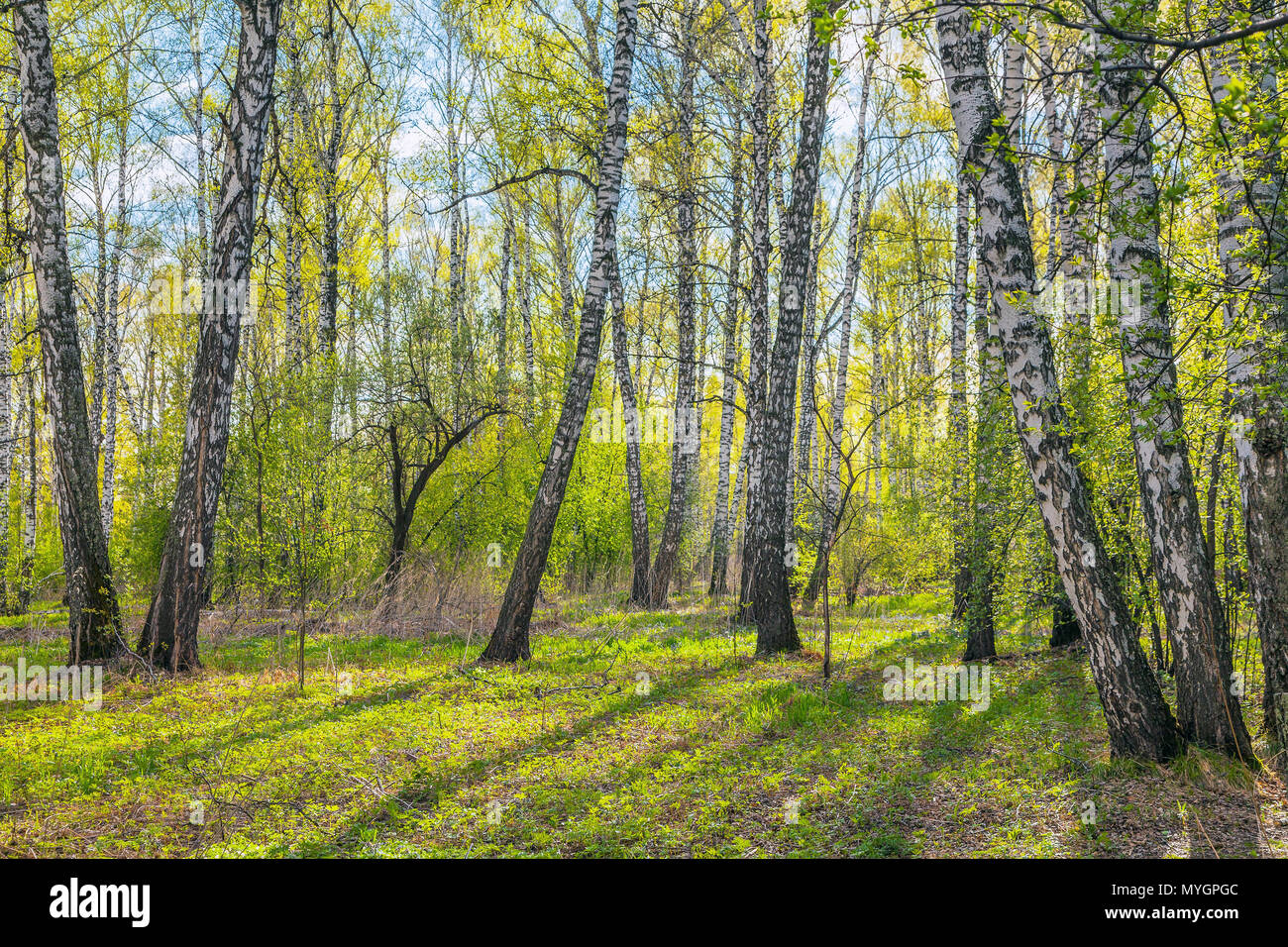Birch grove green foliage grass hi-res stock photography and images - Alamy
