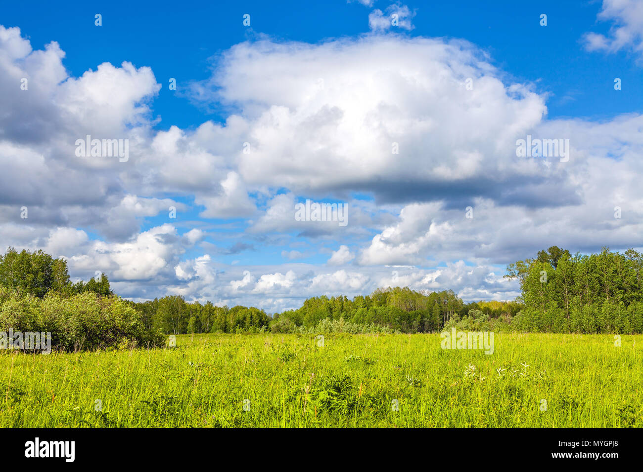 Summer in Siberia Stock Photo - Alamy