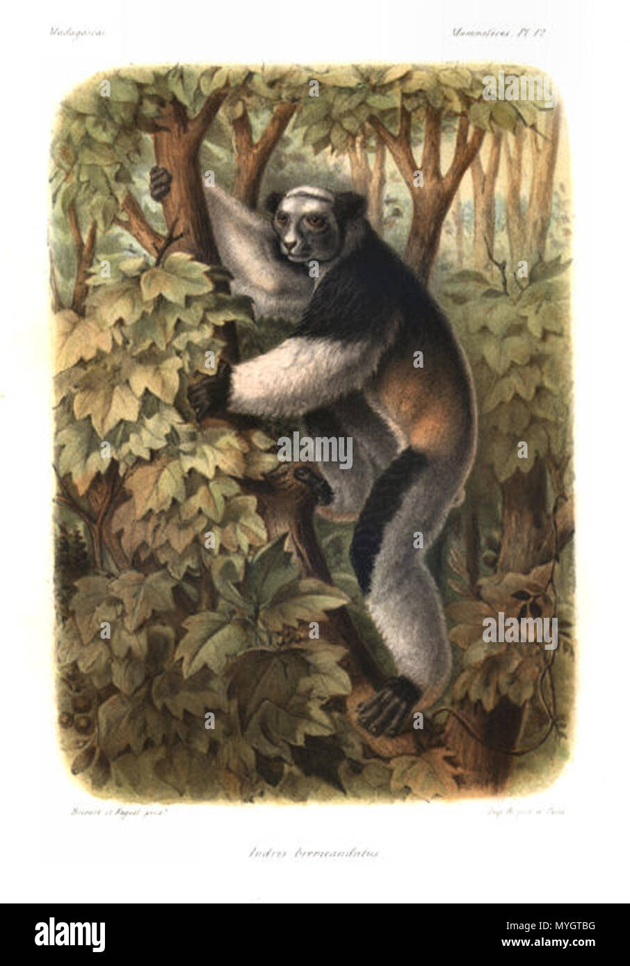 1204 Cut Out Stock Images & Pictures - Alamy
