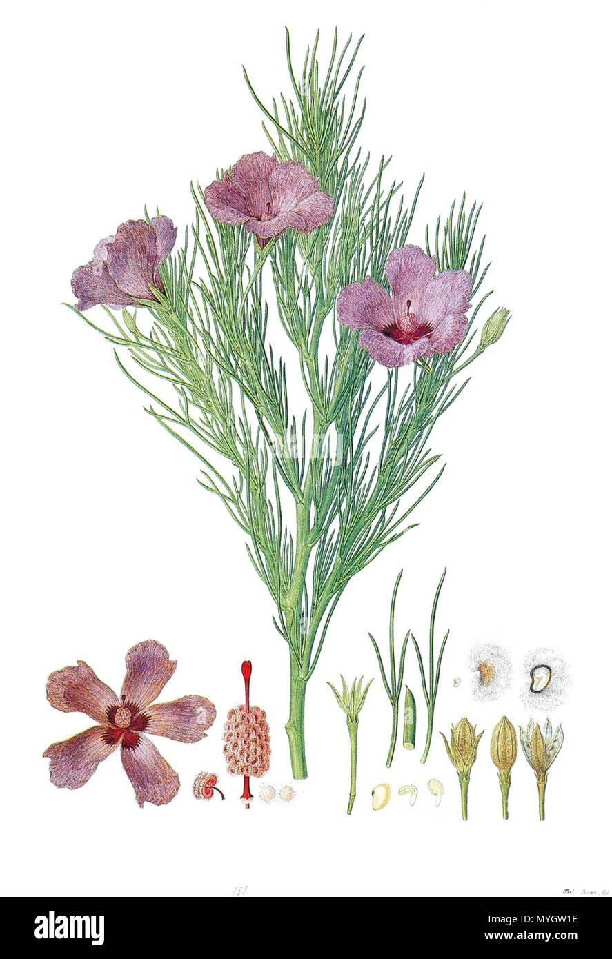 1800s botany Cut Out Stock Images & Pictures - Alamy
