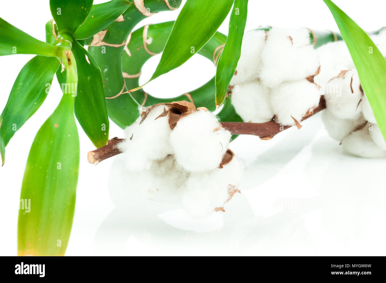 Bamboo and cotton twig plant isolated on white background Stock Photo ...