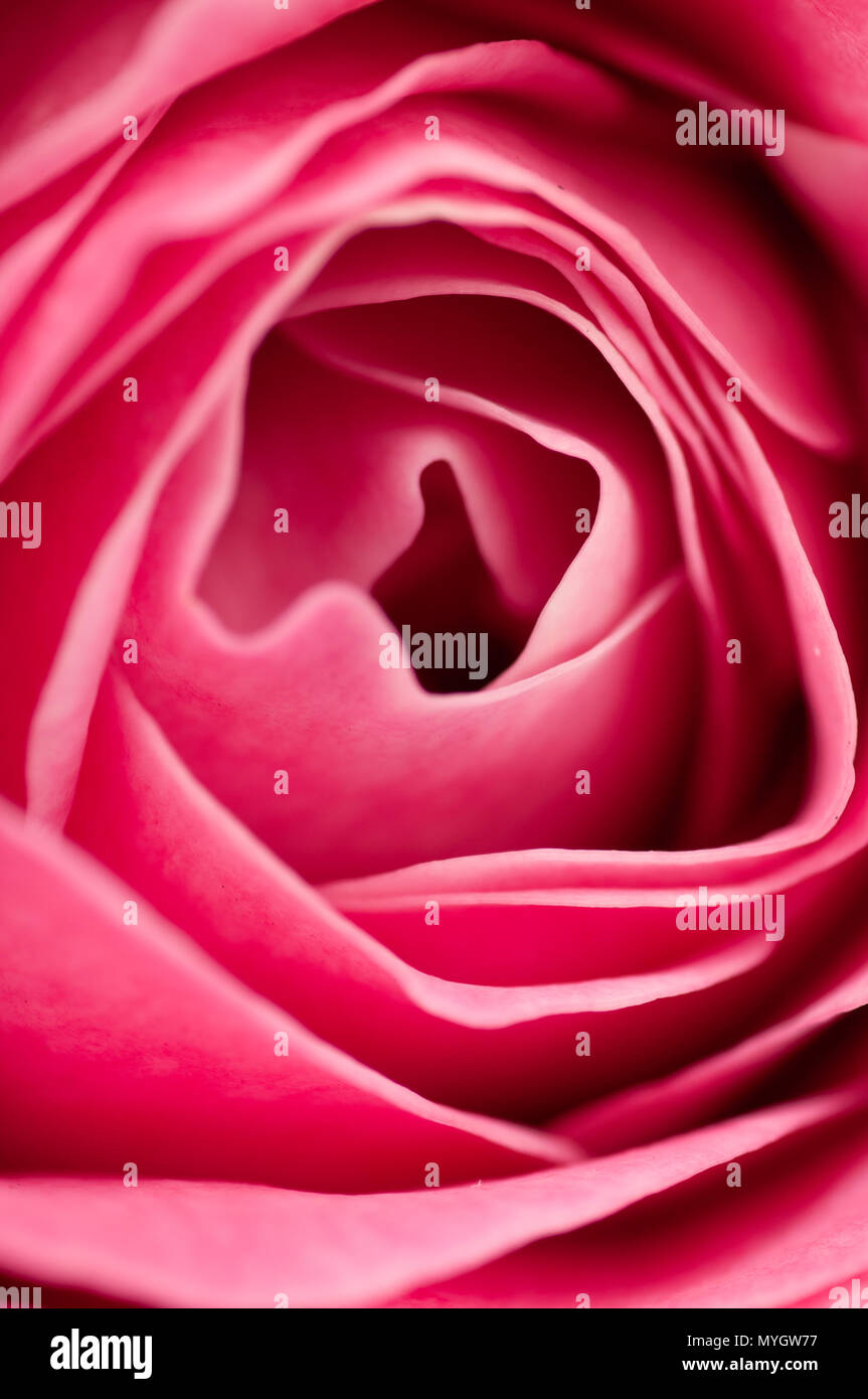 Macro photo of the fresh pink rose Stock Photo - Alamy