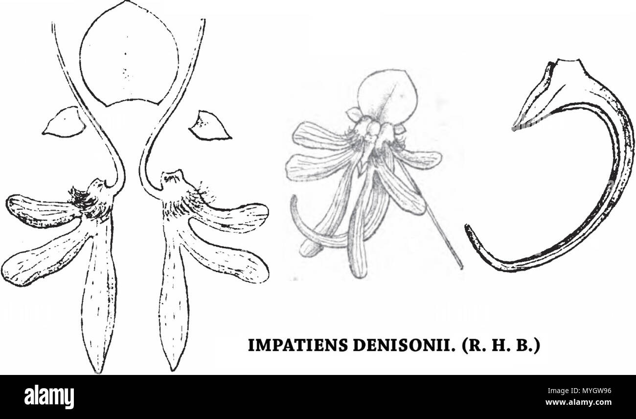 . line drawing of Impatiens denisonii flower . 1864. Richard Henry ...