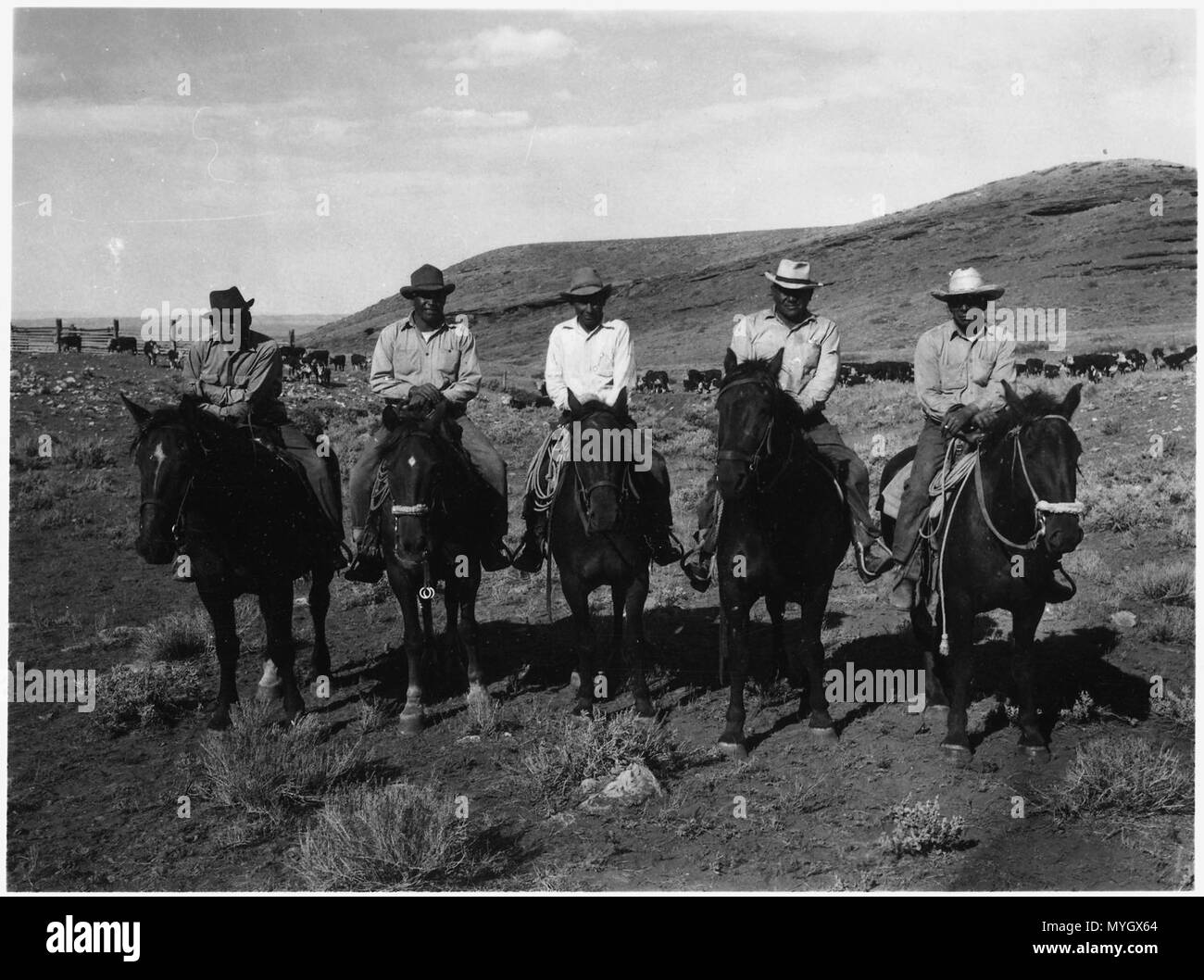 Cattle crew at Wind River Agency Stock Photo - Alamy