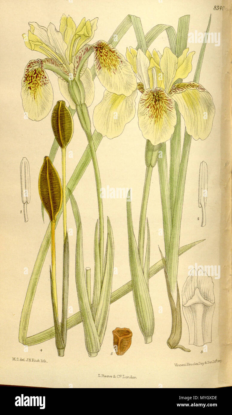 . Iris wilsonii, Iridaceae . 1910. M.S. del., J.N.Fitch lith. 259 Iris ...