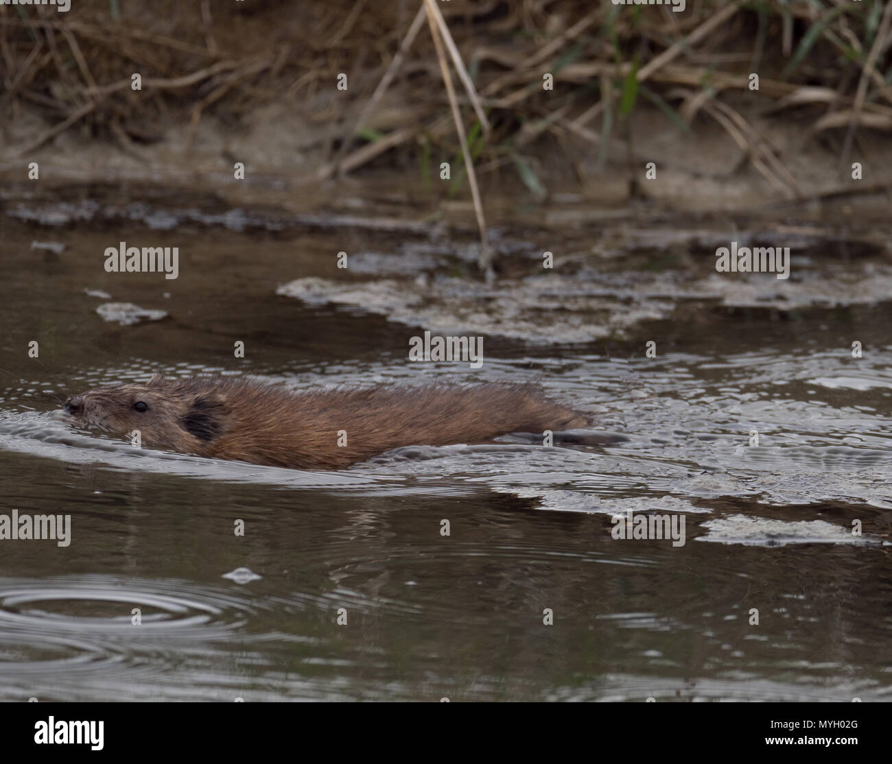 A North American beaver swimming in a small stream, causing ripples in ...