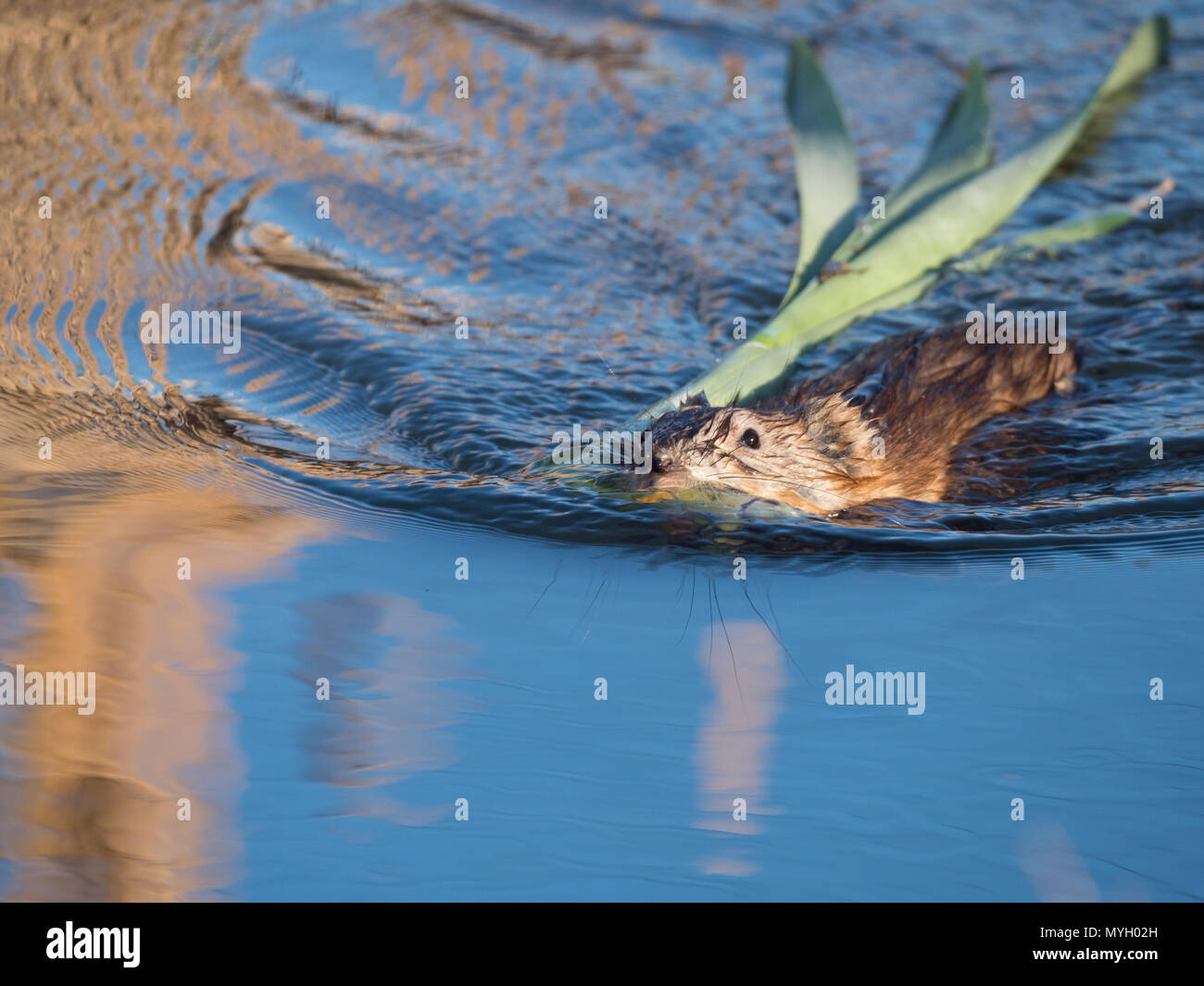 A beaver swimming in a blue stream with green leaves in its mouth. It ...