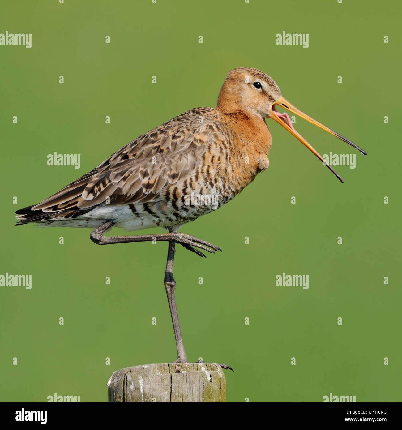 Open beak yawn yawning hi-res stock photography and images - Alamy