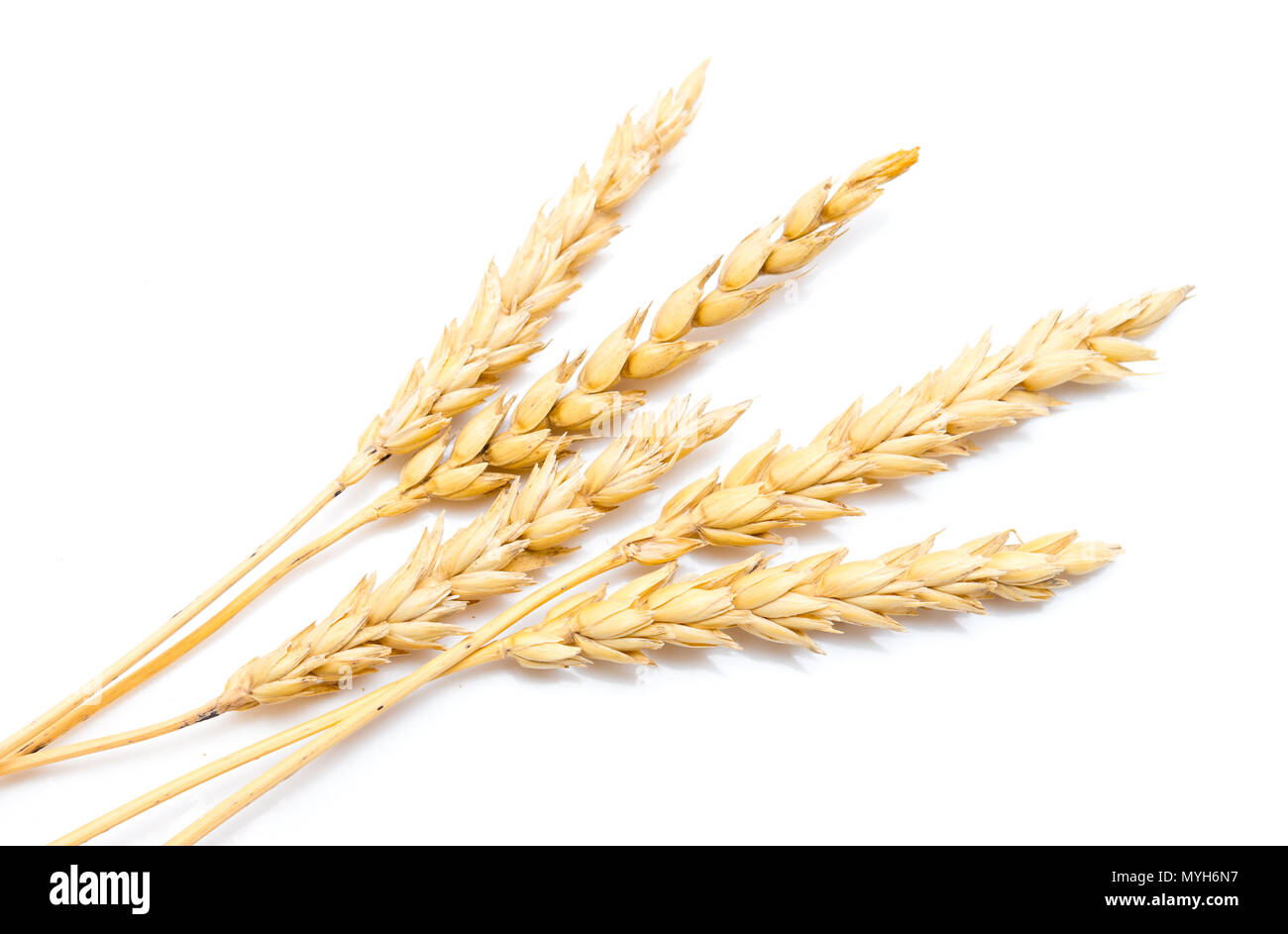 Wheat isolated on white background Stock Photo - Alamy