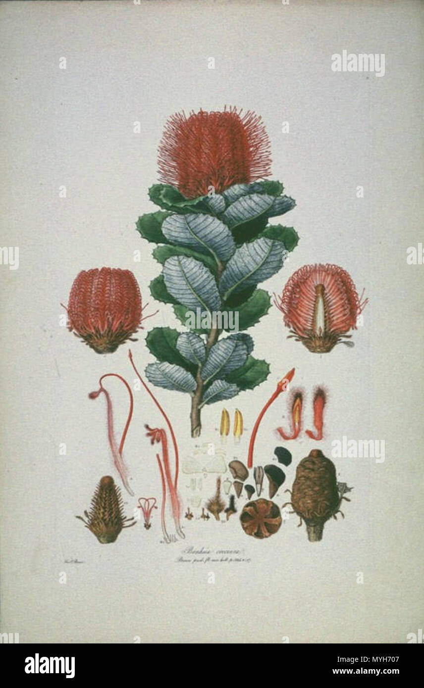 . This is a scan of Plate 3 from Ferdinand Bauer's Illustrationes ...