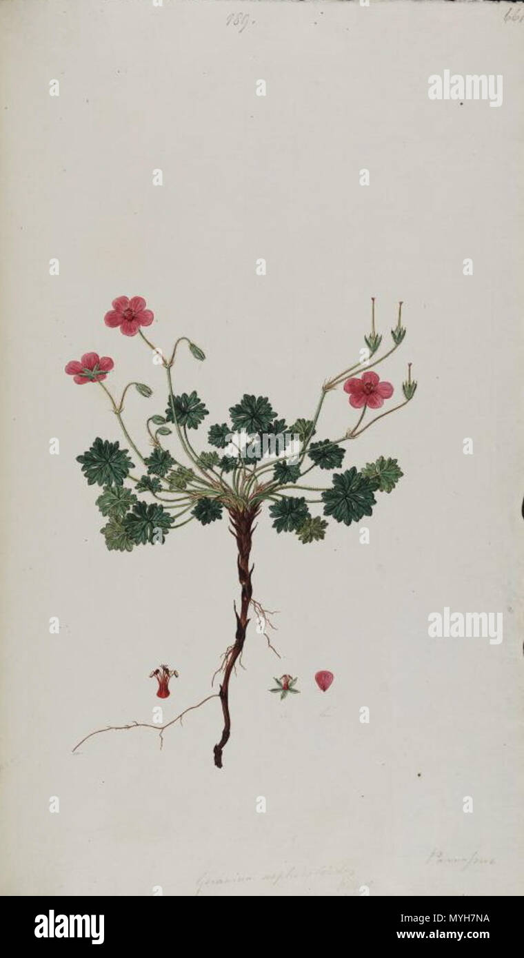 . Image from Flora Graeca, presumably by Ferdinand Bauer, depicting ...