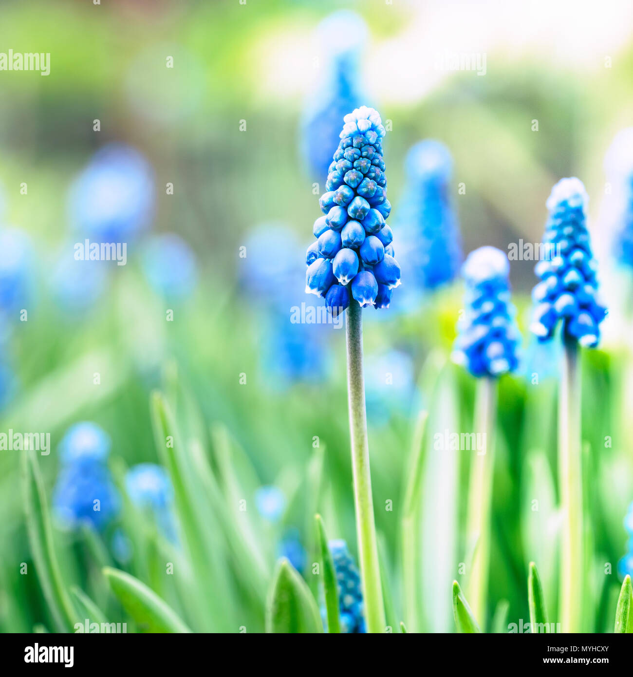 Beautiful blue flowers of muscari Stock Photo - Alamy