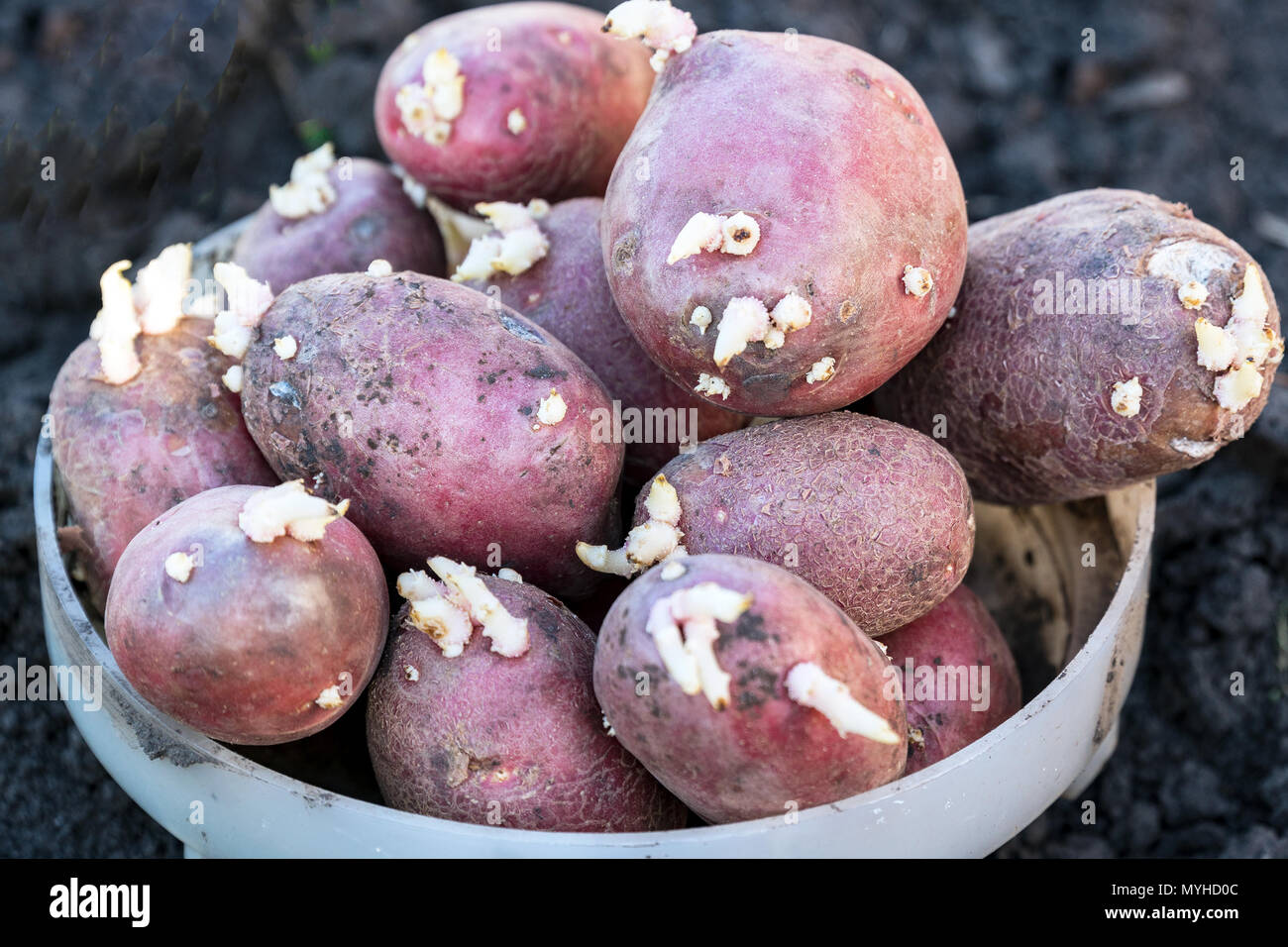 Red potato sprouting hi-res stock photography and images - Alamy