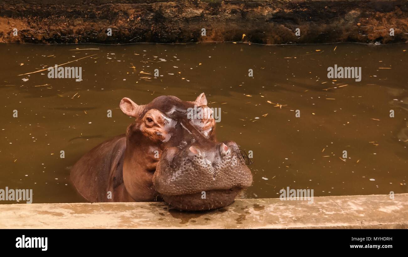 Eating hippos hi-res stock photography and images - Alamy