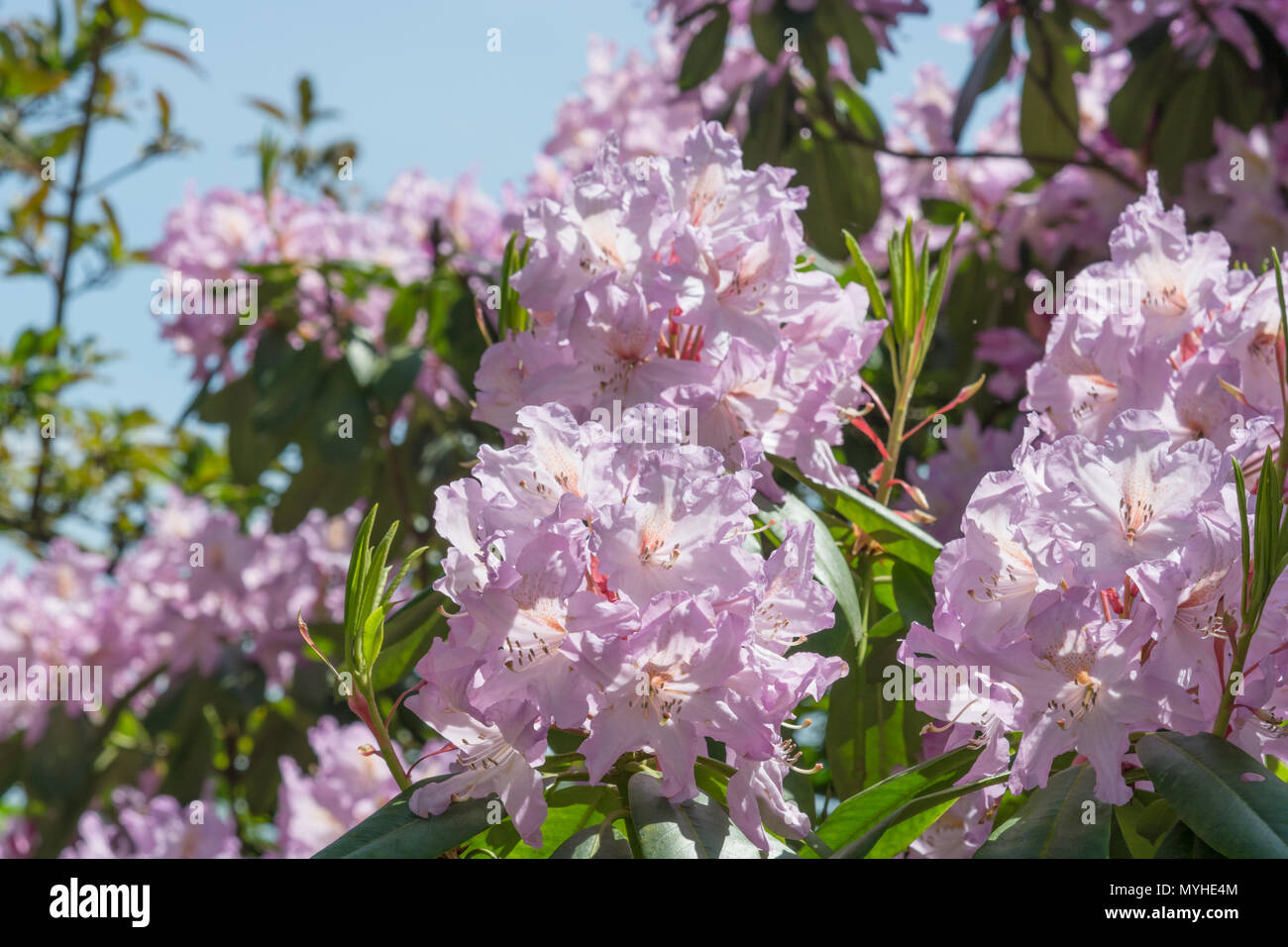 Large pink rhododendron hi-res stock photography and images - Alamy
