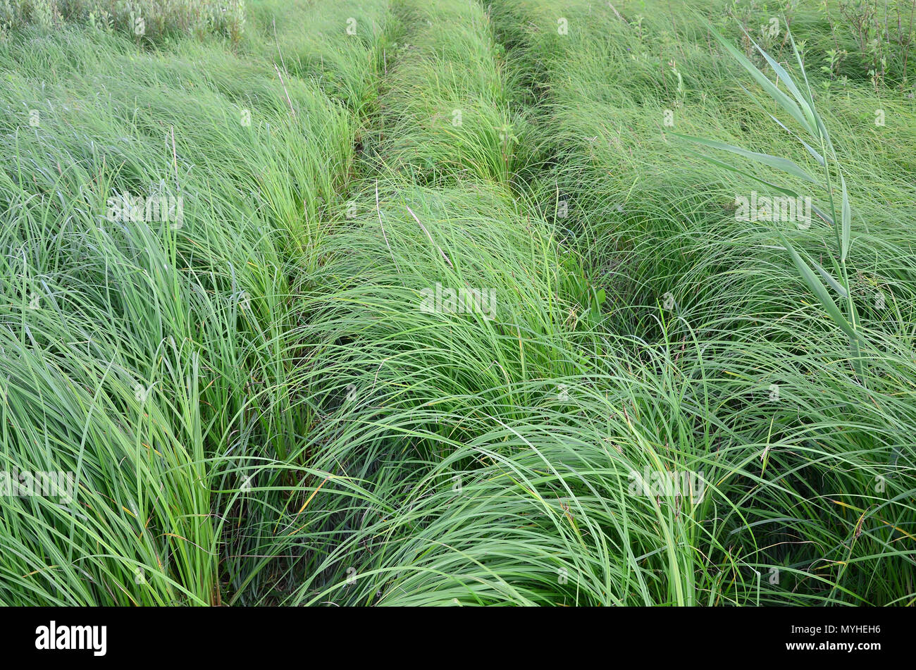 A lot of stems from green reeds. Unmatched reeds with long stems Stock ...