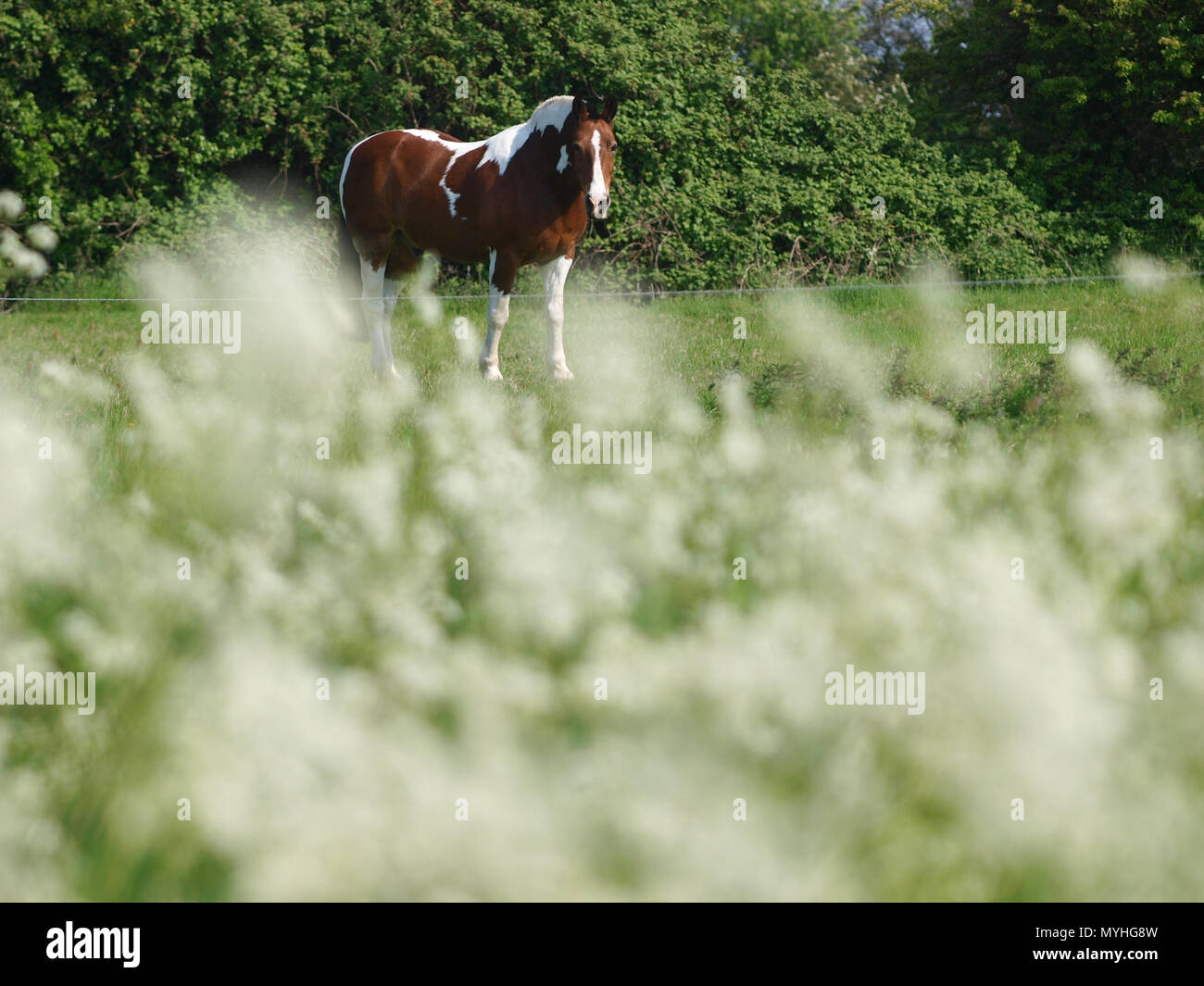 Sheeps Parsley High Resolution Stock Photography and Images - Alamy