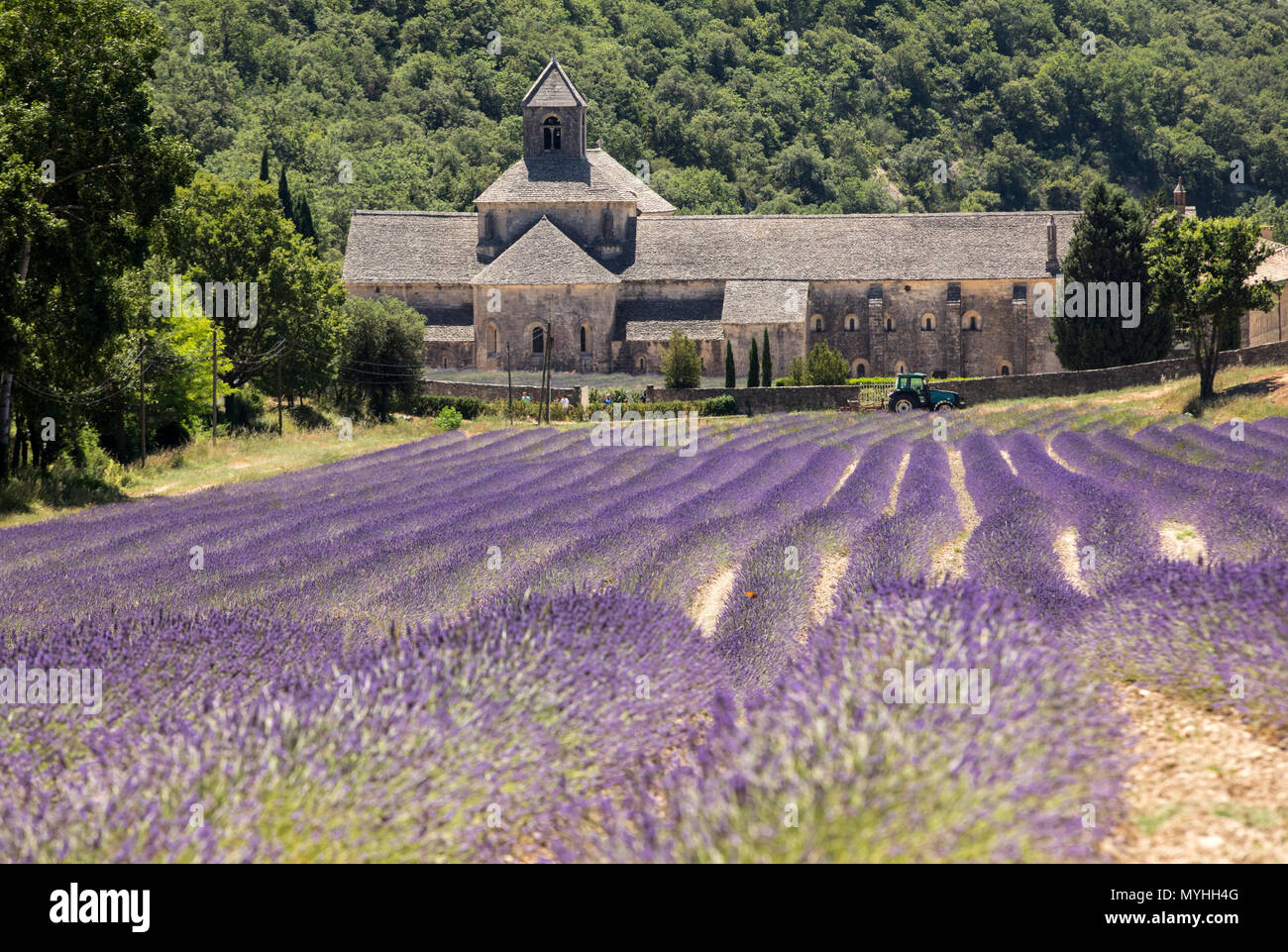 Senanque Abbey or Abbaye Notre-Dame de Senanque with lavender field in ...
