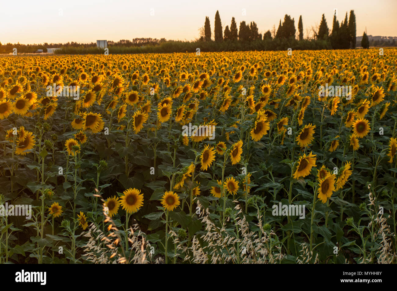 Van gogh sunflowers arles hi-res stock photography and images - Alamy