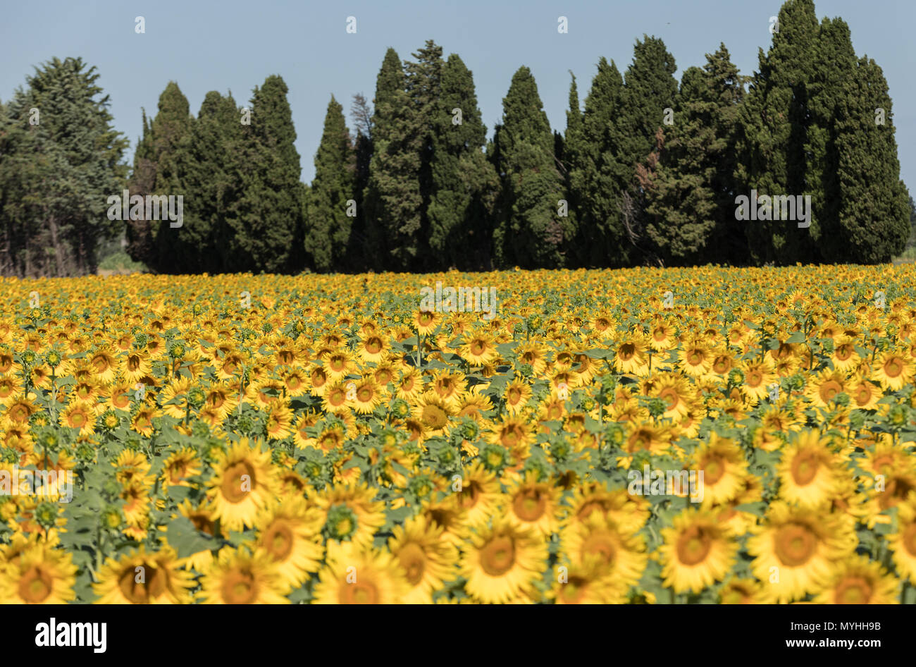 Sunflowers field near Arles in Provence, France Stock Photo - Alamy