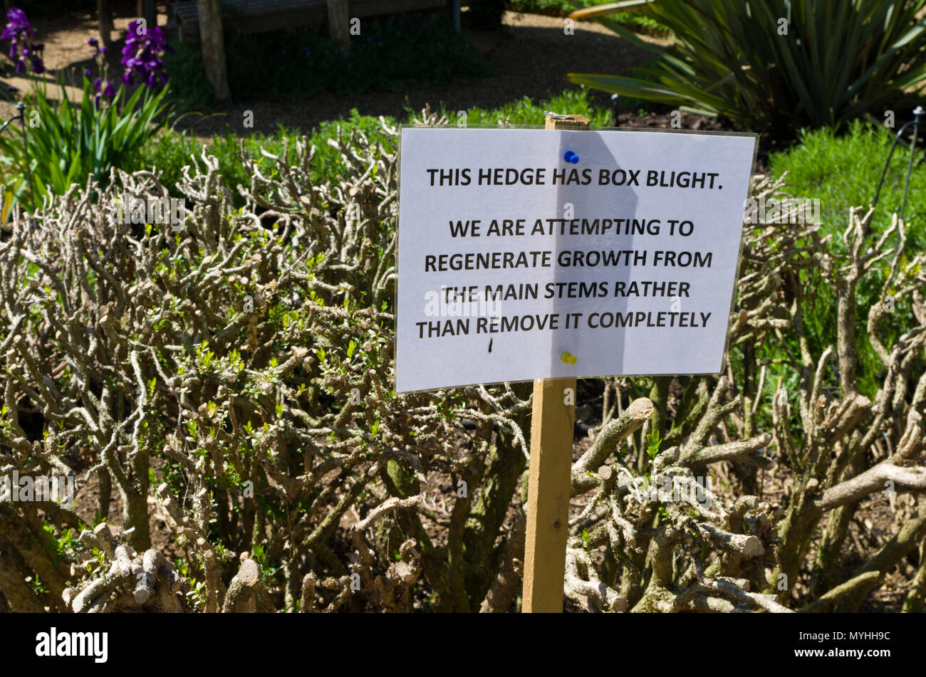Box blight hi-res stock photography and images - Alamy