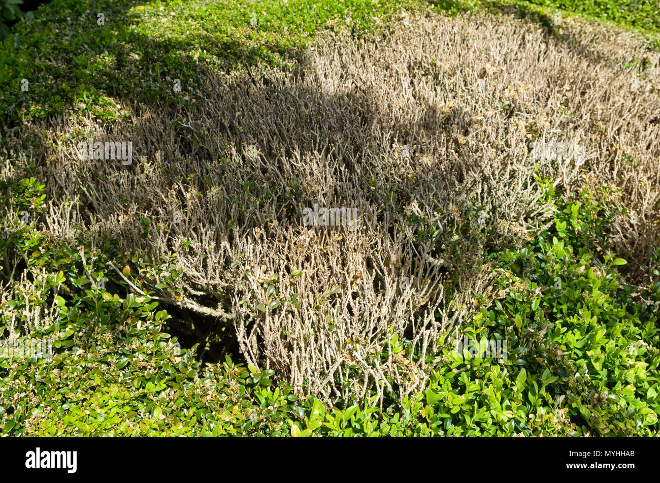 Box blight hi-res stock photography and images - Alamy