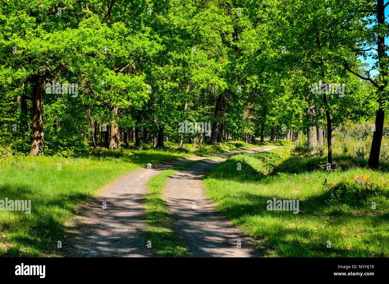 Spring forest landscape. A road among green trees Stock Photo - Alamy
