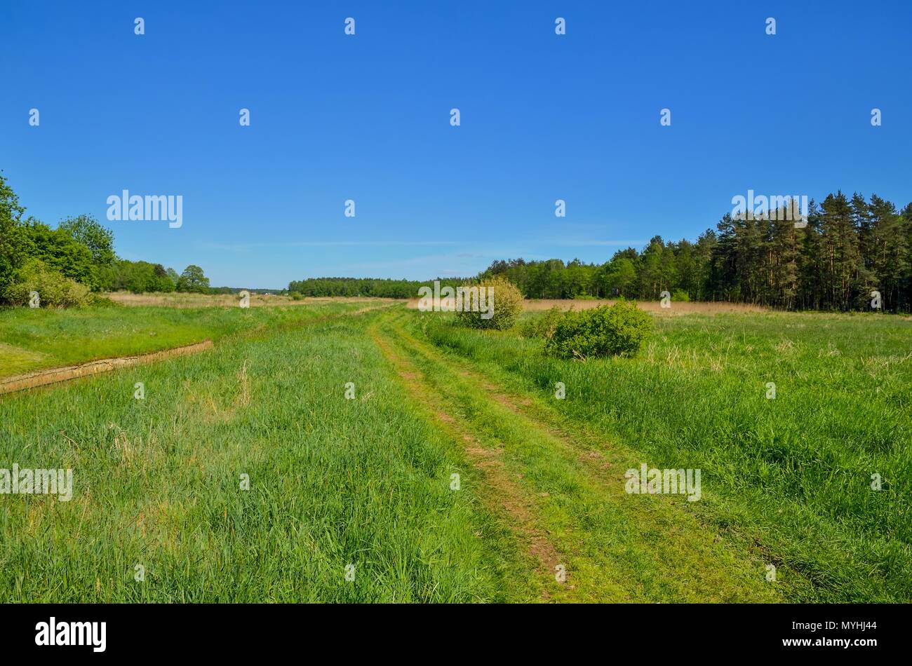 Beautiful spring landscape. Green meadow in the countryside Stock Photo ...