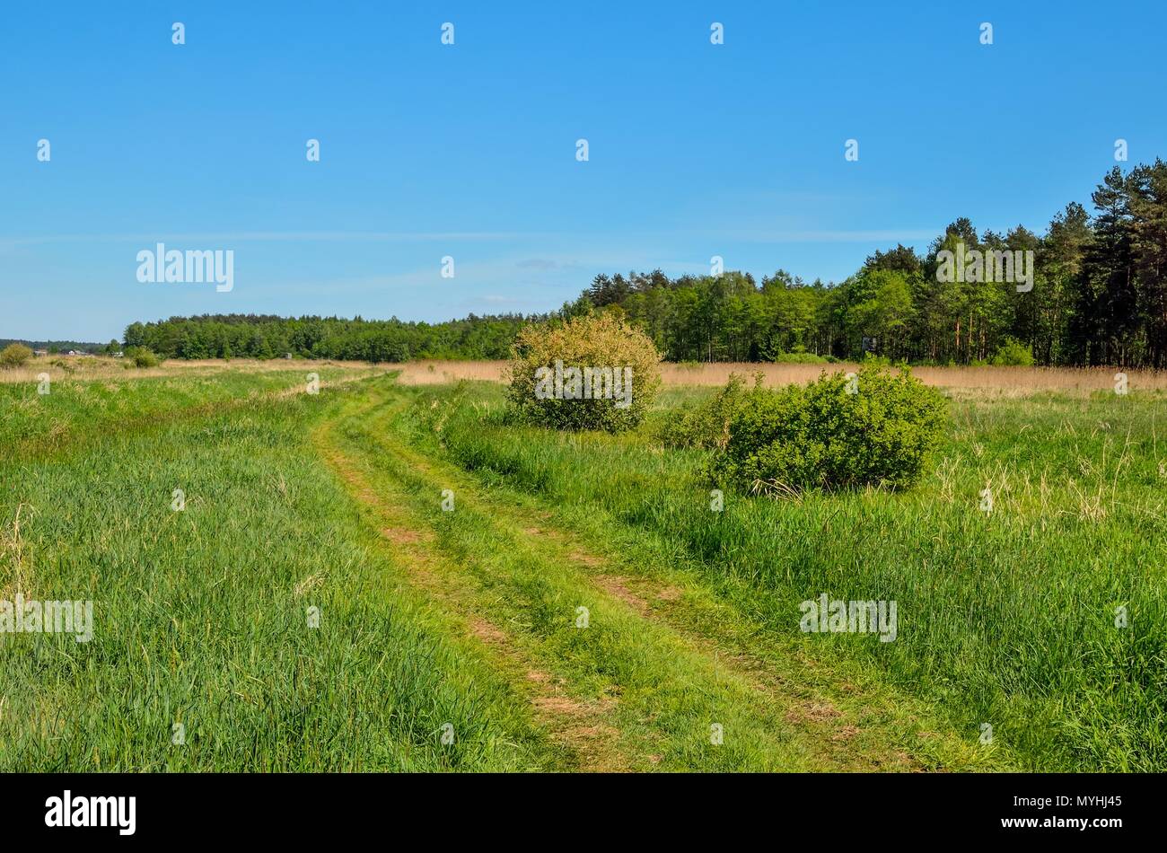 Beautiful spring landscape. Green meadow in the countryside Stock Photo ...