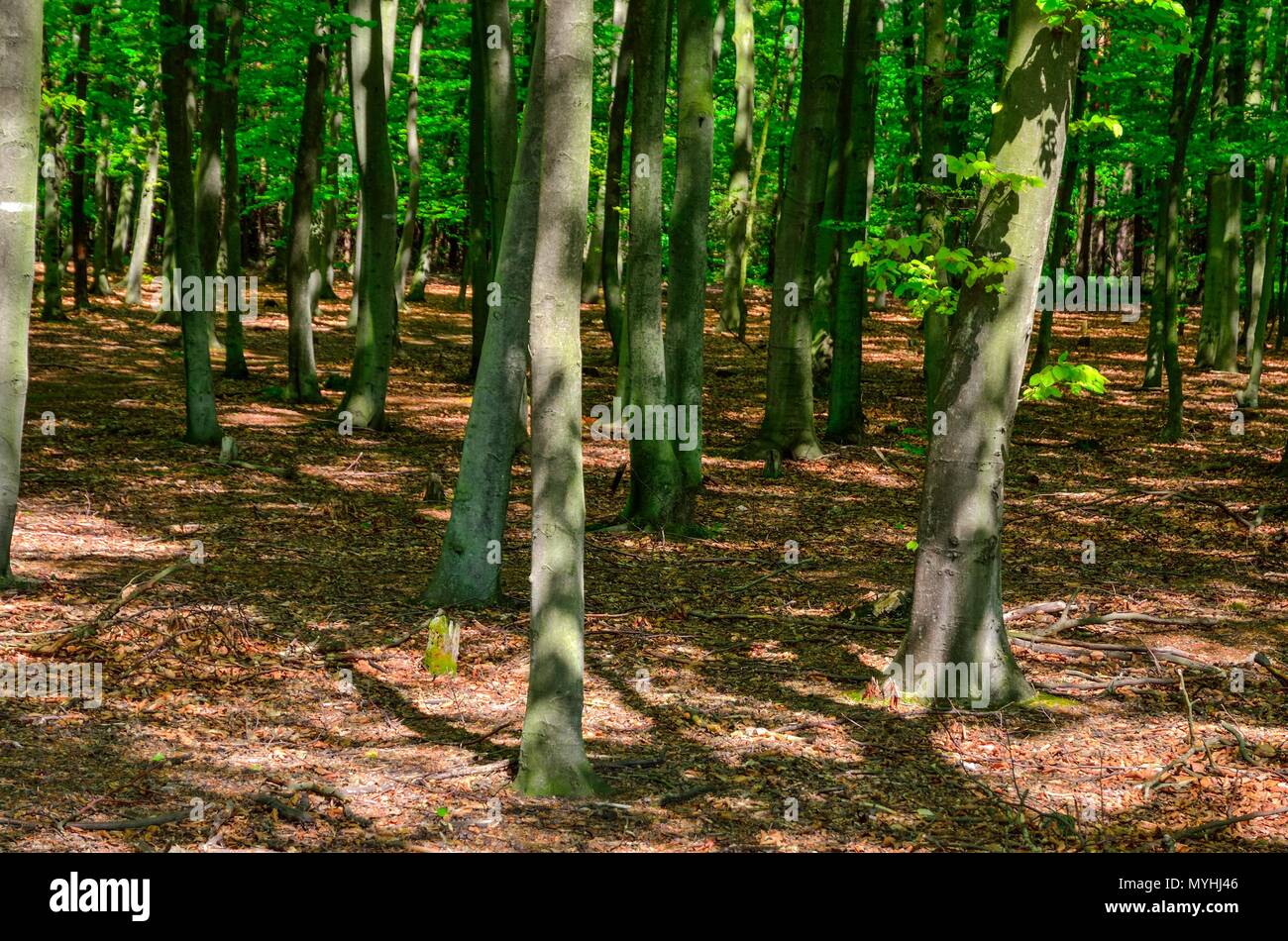 Beautiful forest landscape. Tree trunks in the forest Stock Photo - Alamy