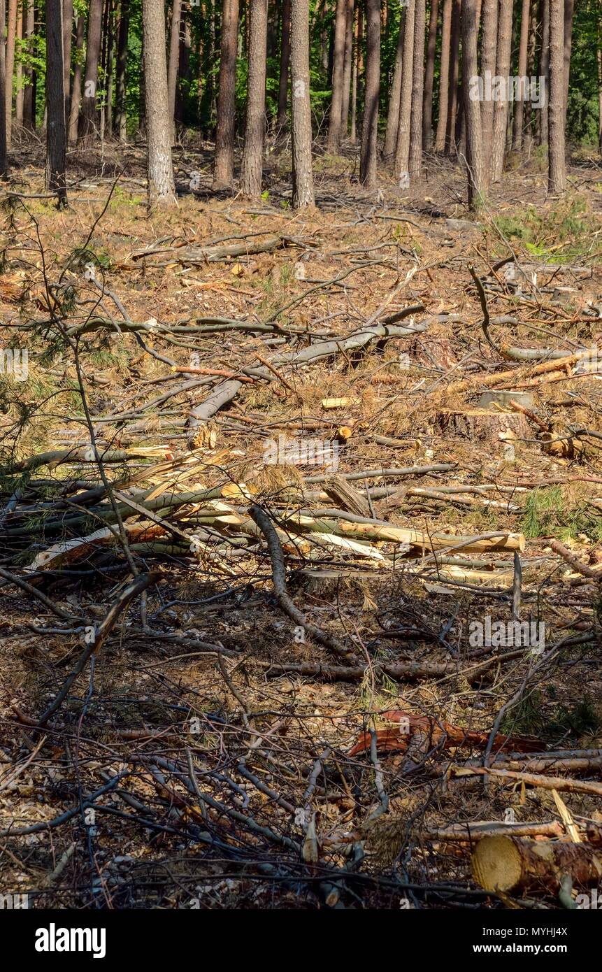 Industrial works in nature. Felling of trees in the forest Stock Photo ...