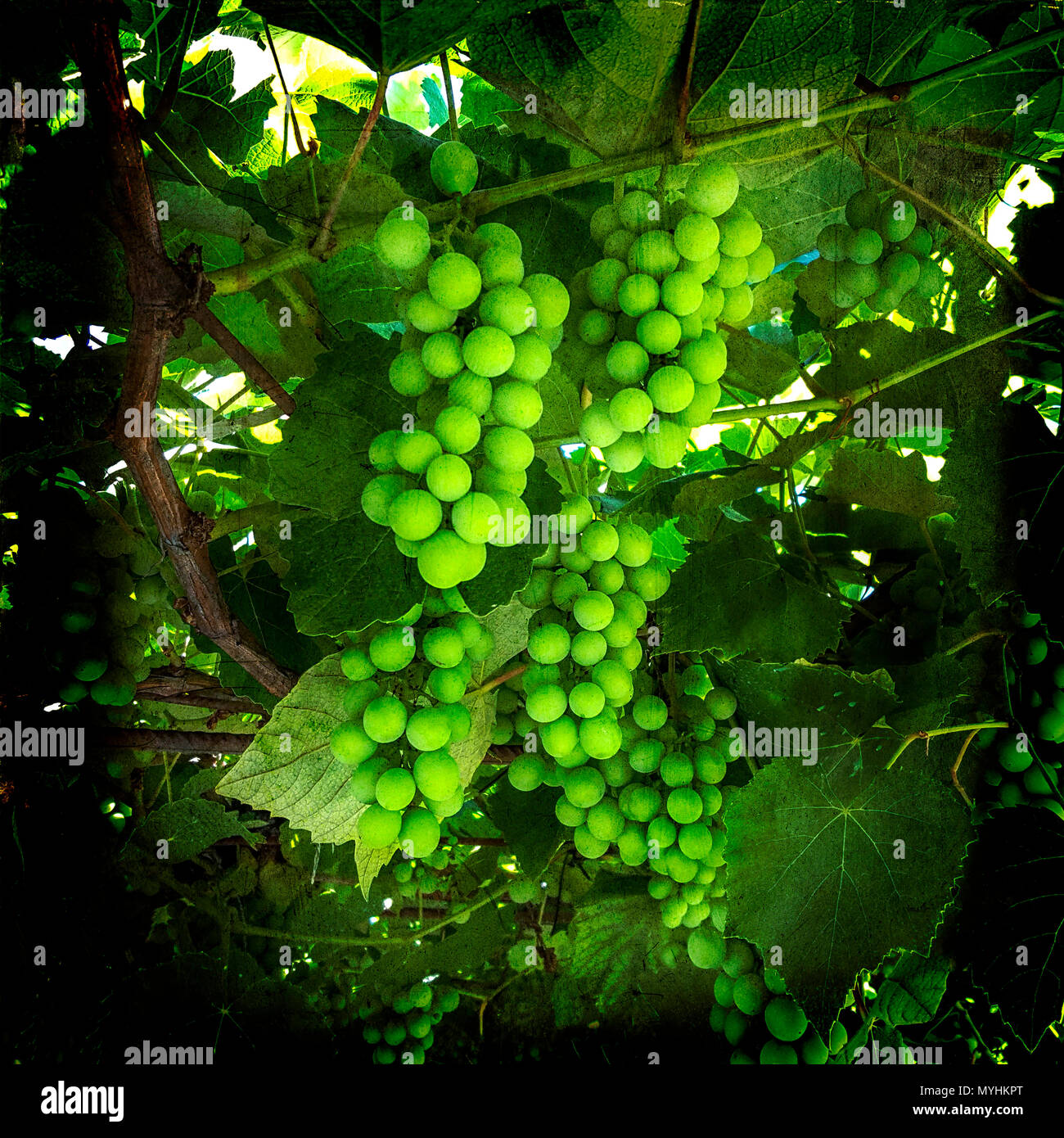 Climbing grapes hi-res stock photography and images - Alamy