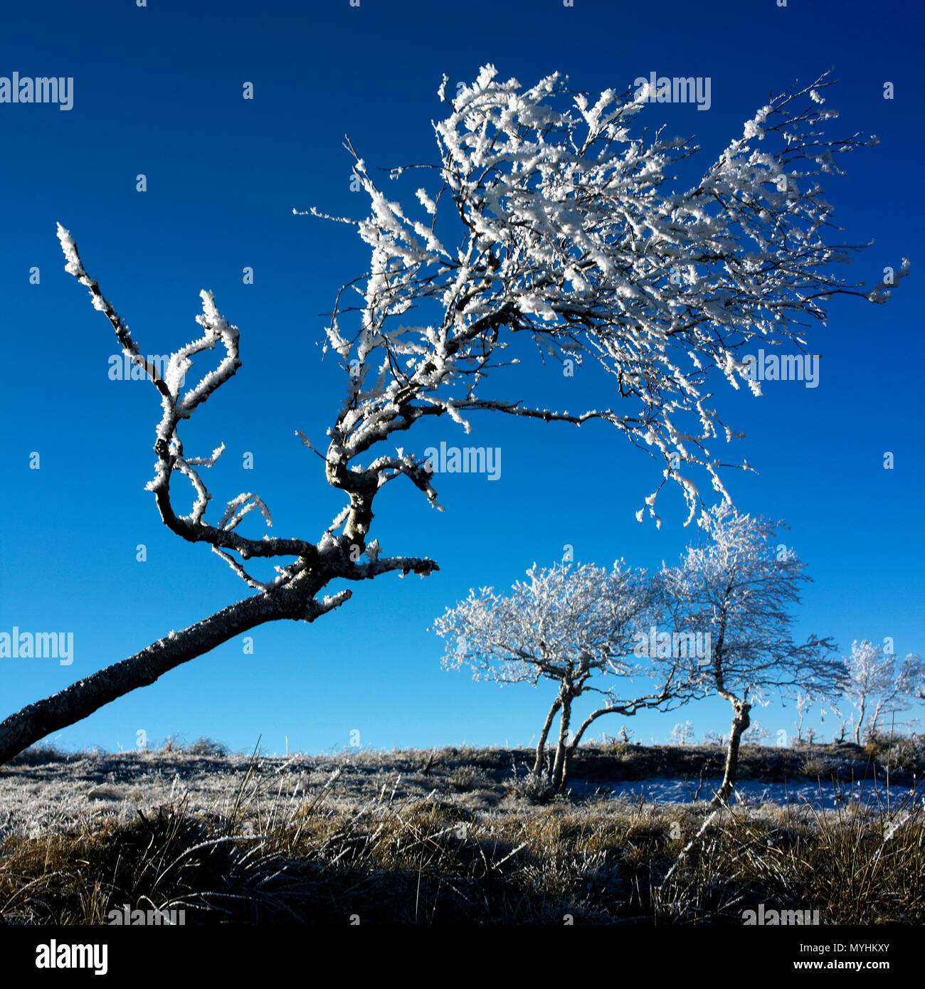 Bare tree in winter, Auvergne, France Stock Photo - Alamy