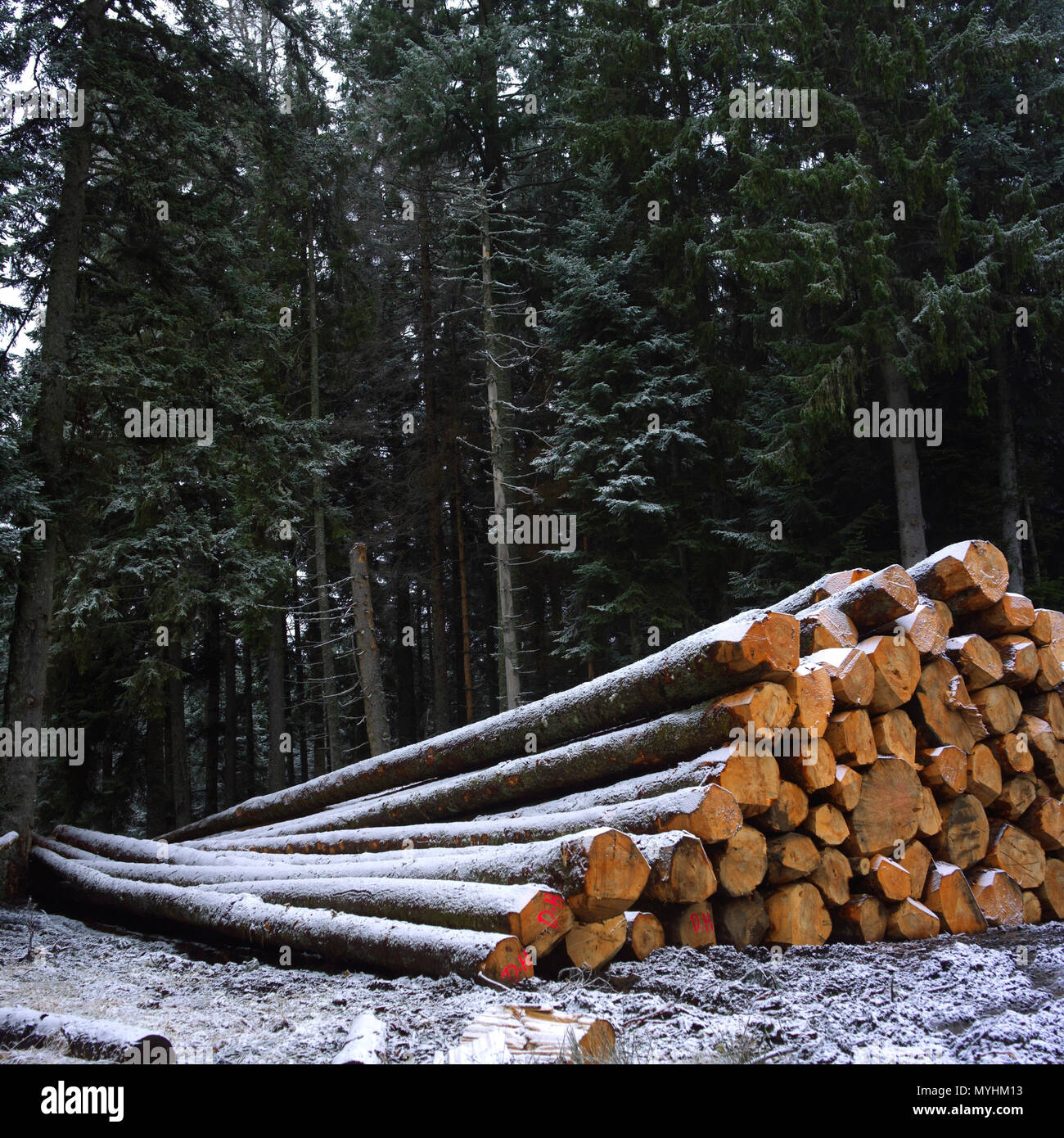 Conifer logs hi-res stock photography and images - Alamy