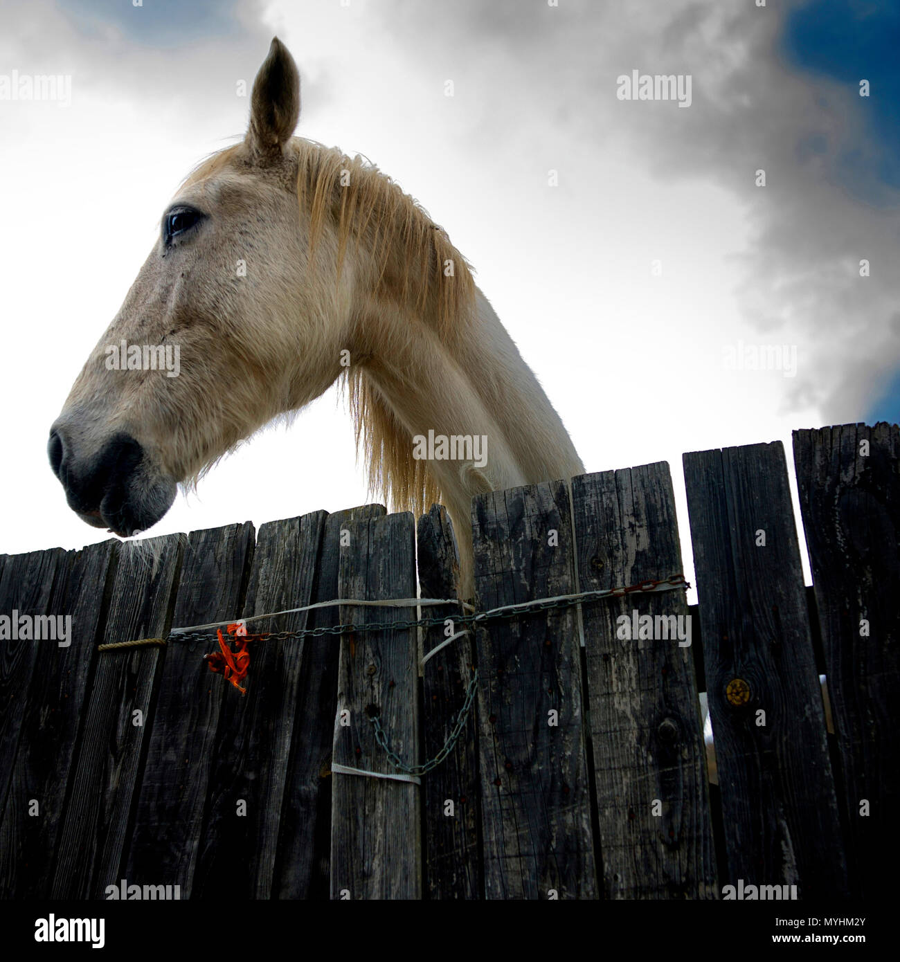 Tired horse hi-res stock photography and images - Alamy