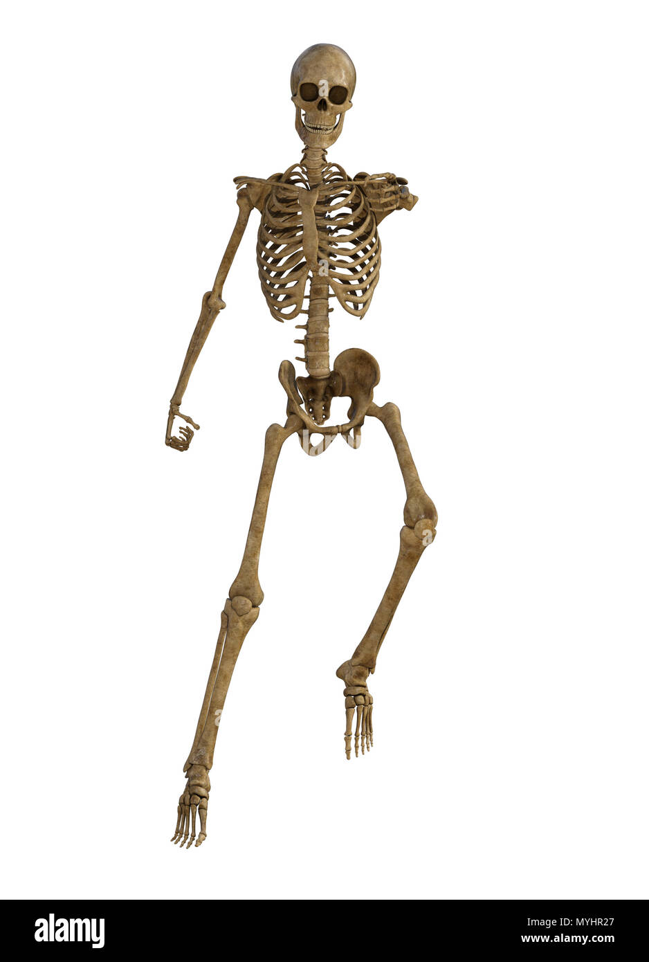 Human Skeleton full body isolated on white Stock Photo - Alamy