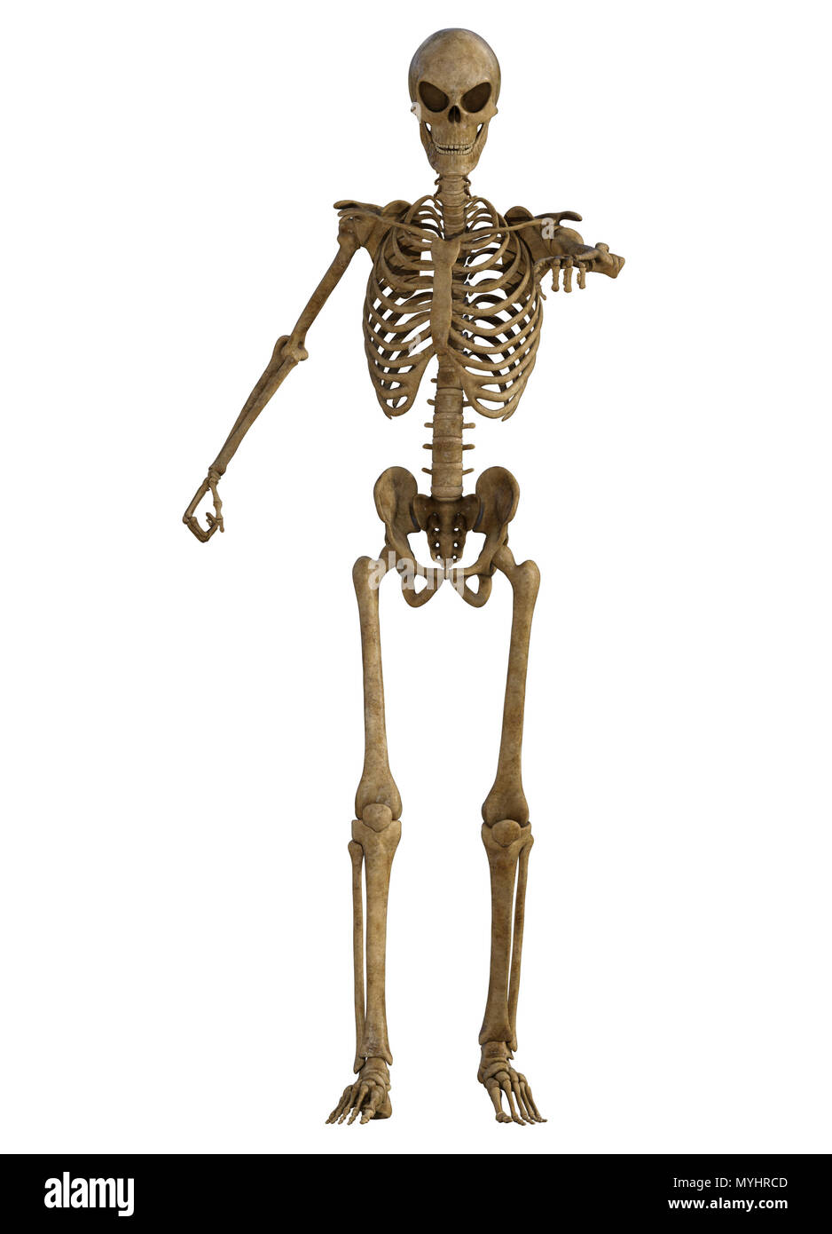 Human skeleton bones hi-res stock photography and images - Alamy
