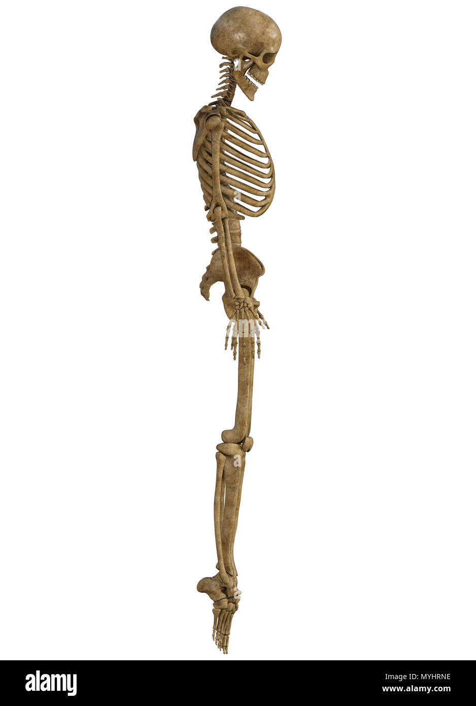Human skeleton bones hi-res stock photography and images - Alamy