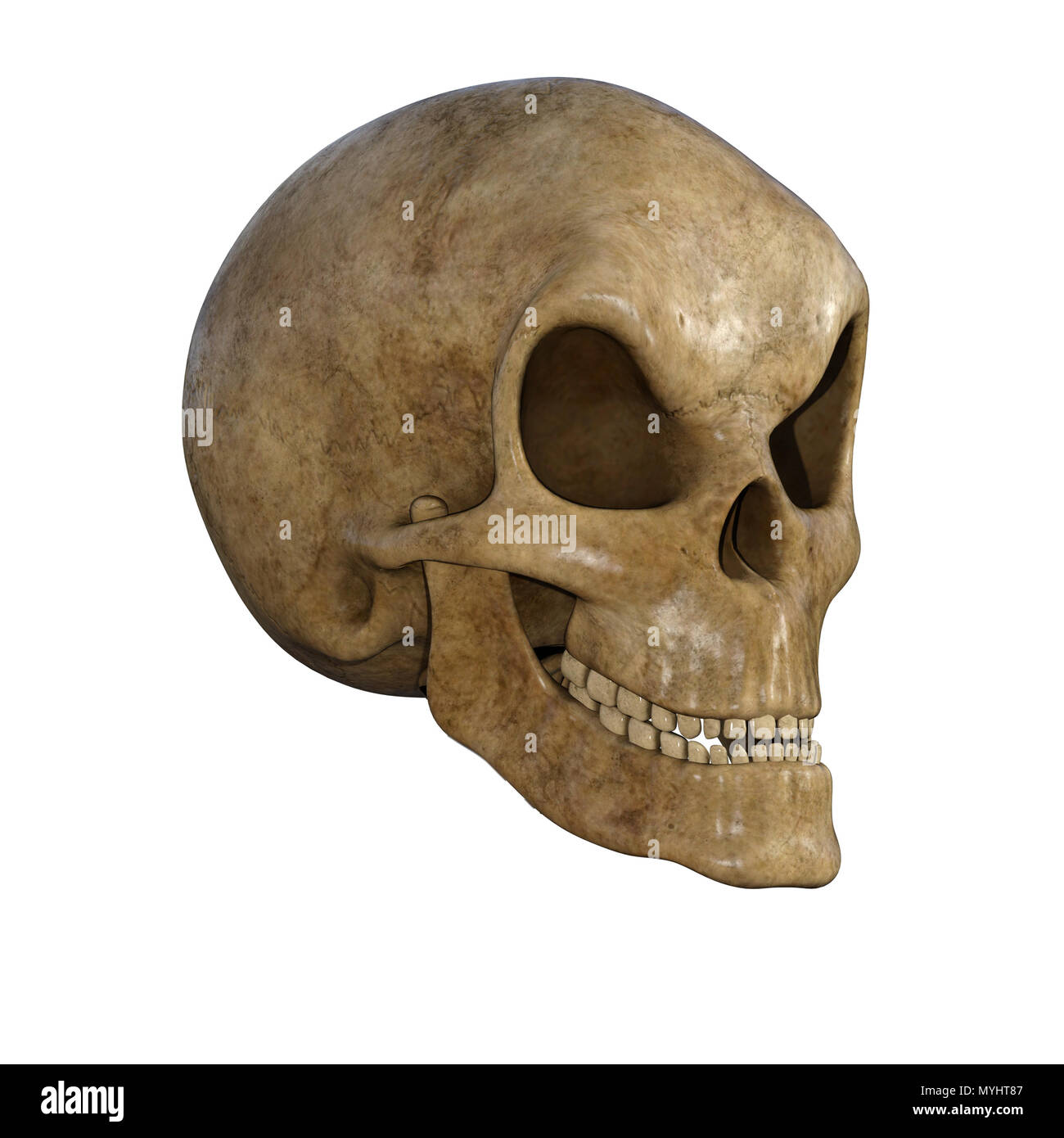 Human Skull isolated on white Stock Photo - Alamy