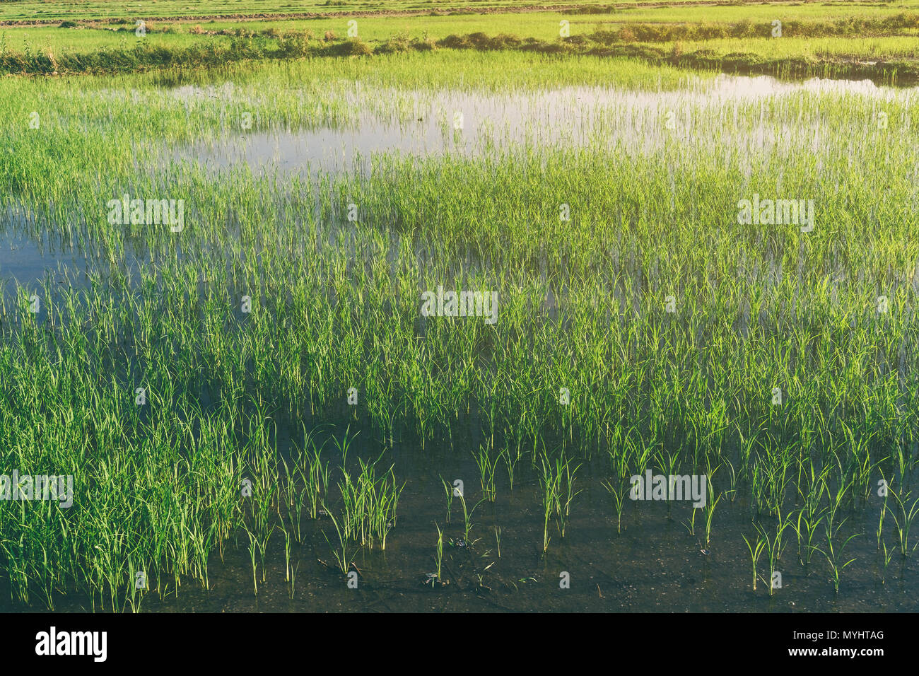 Landscape of greenfield and rice seedlings, A farms with the rice ...
